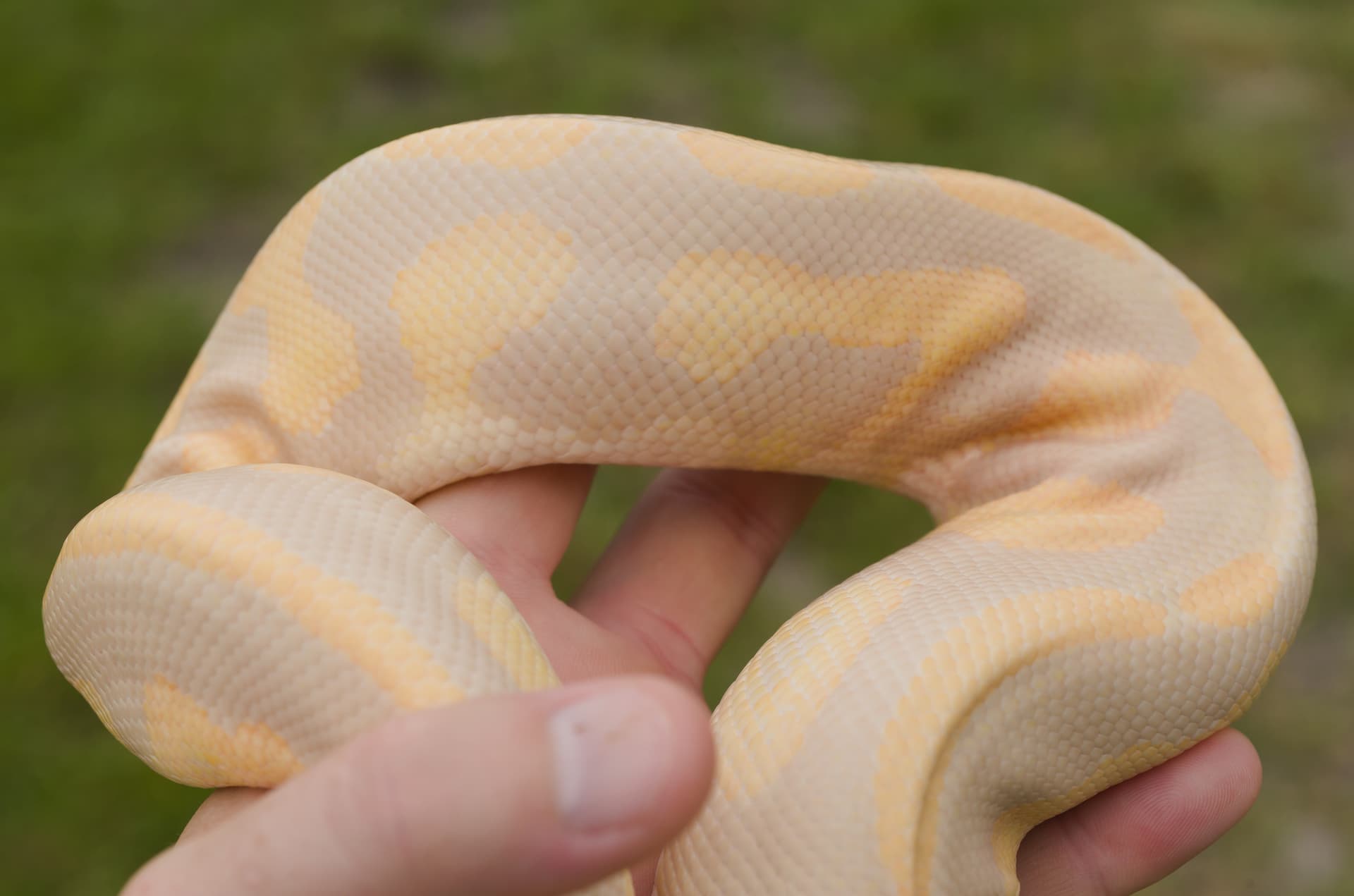 BlackHead Confusion Lavender Adult - Ball Pythons - MorphMarket Reptile Community