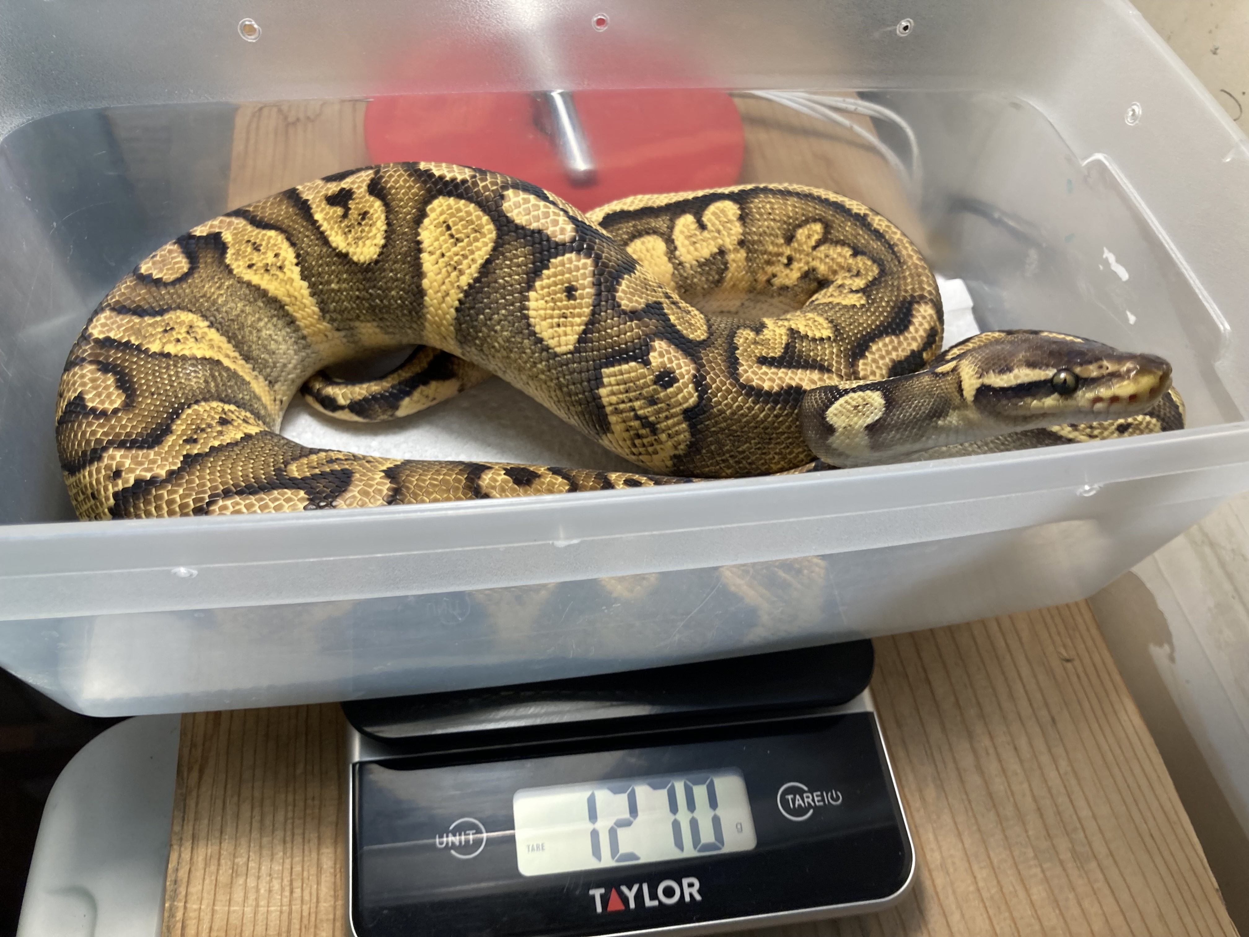 Need ID opinions on long awaited clutch - Ball Pythons - MorphMarket ...