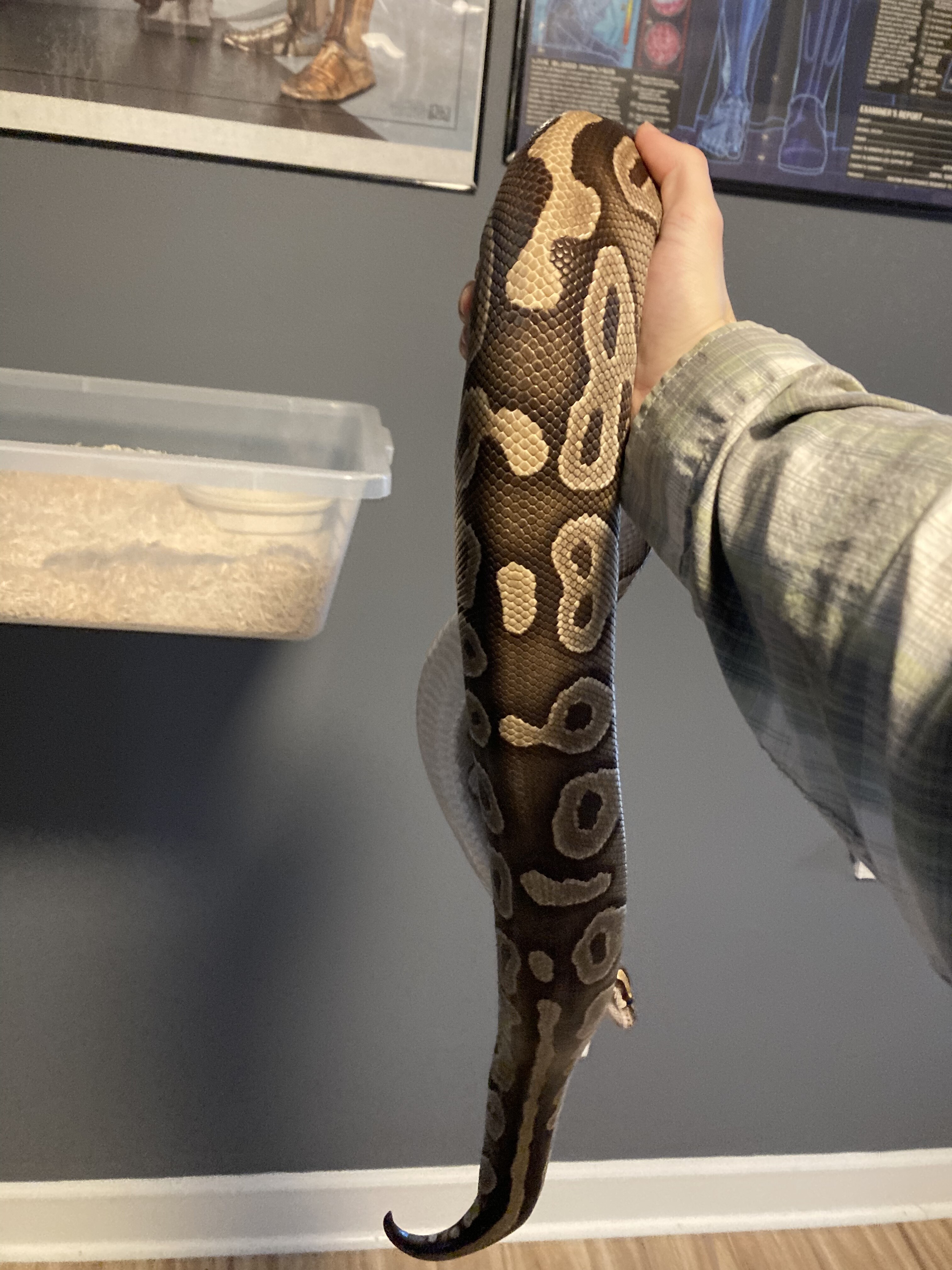 Locked or Not Locked? - Ball Pythons - MorphMarket Reptile Community