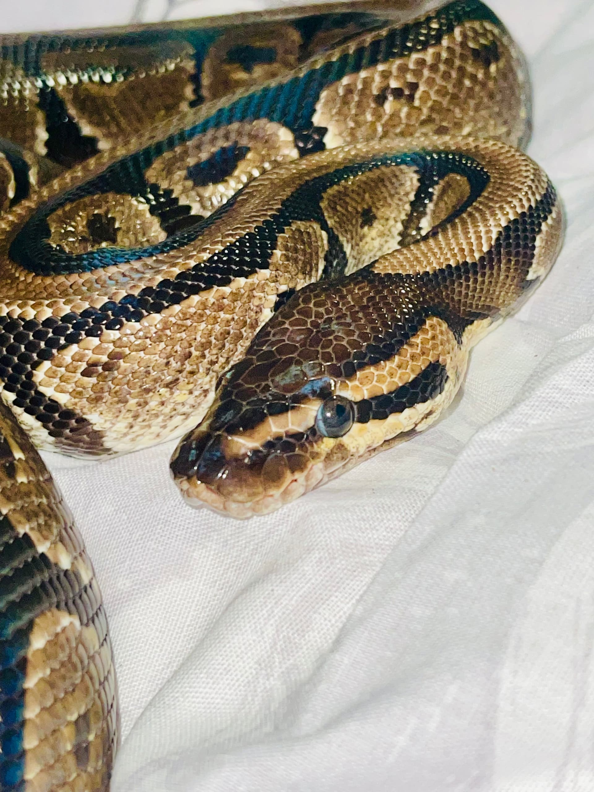 Help with Morph, Amir Harlequin? - Ball Pythons - MorphMarket Reptile ...