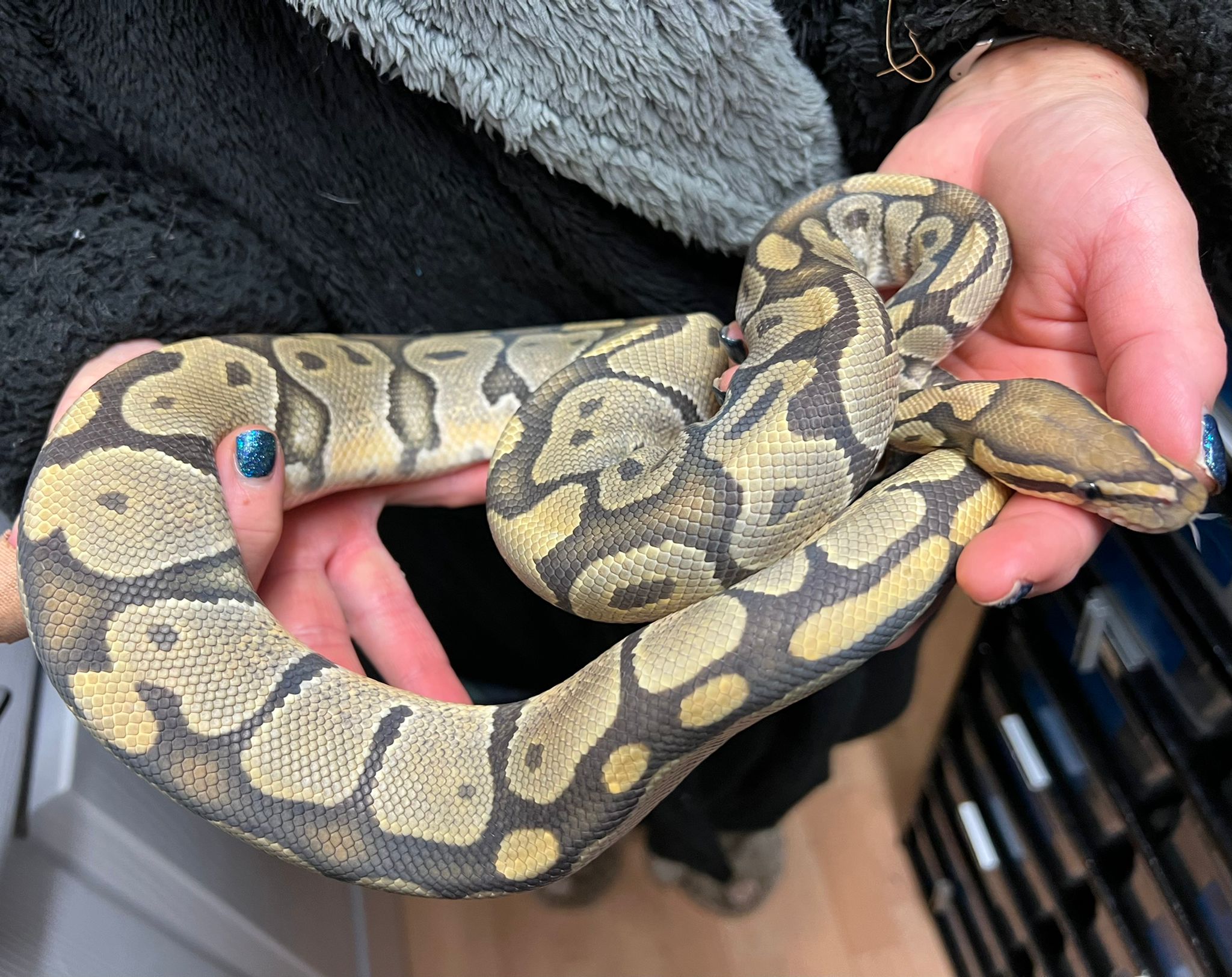 Sandstorm - Ball Python Traits - Morphpedia