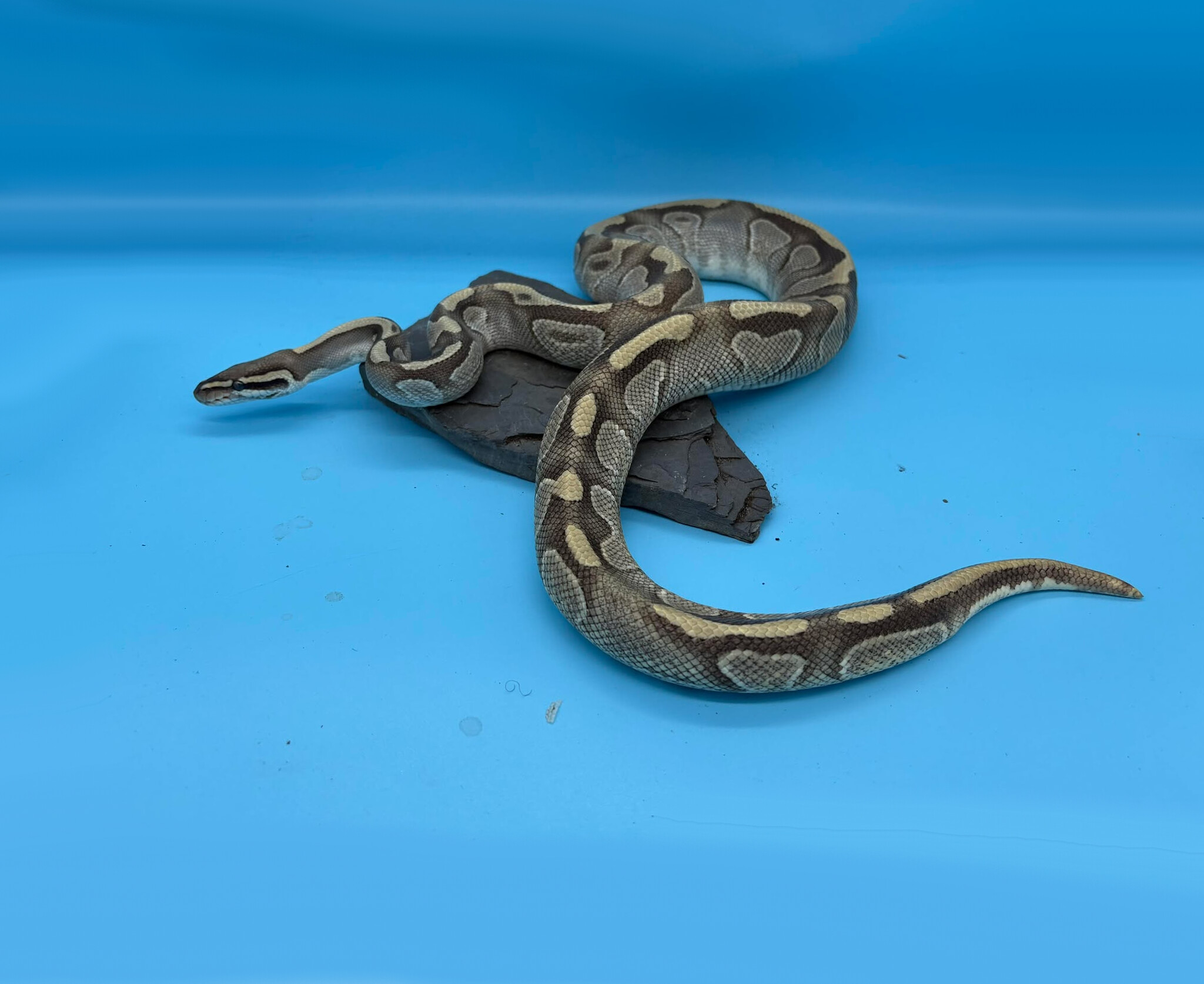 Gene ID help (again) - Ball Pythons - MorphMarket Reptile Community