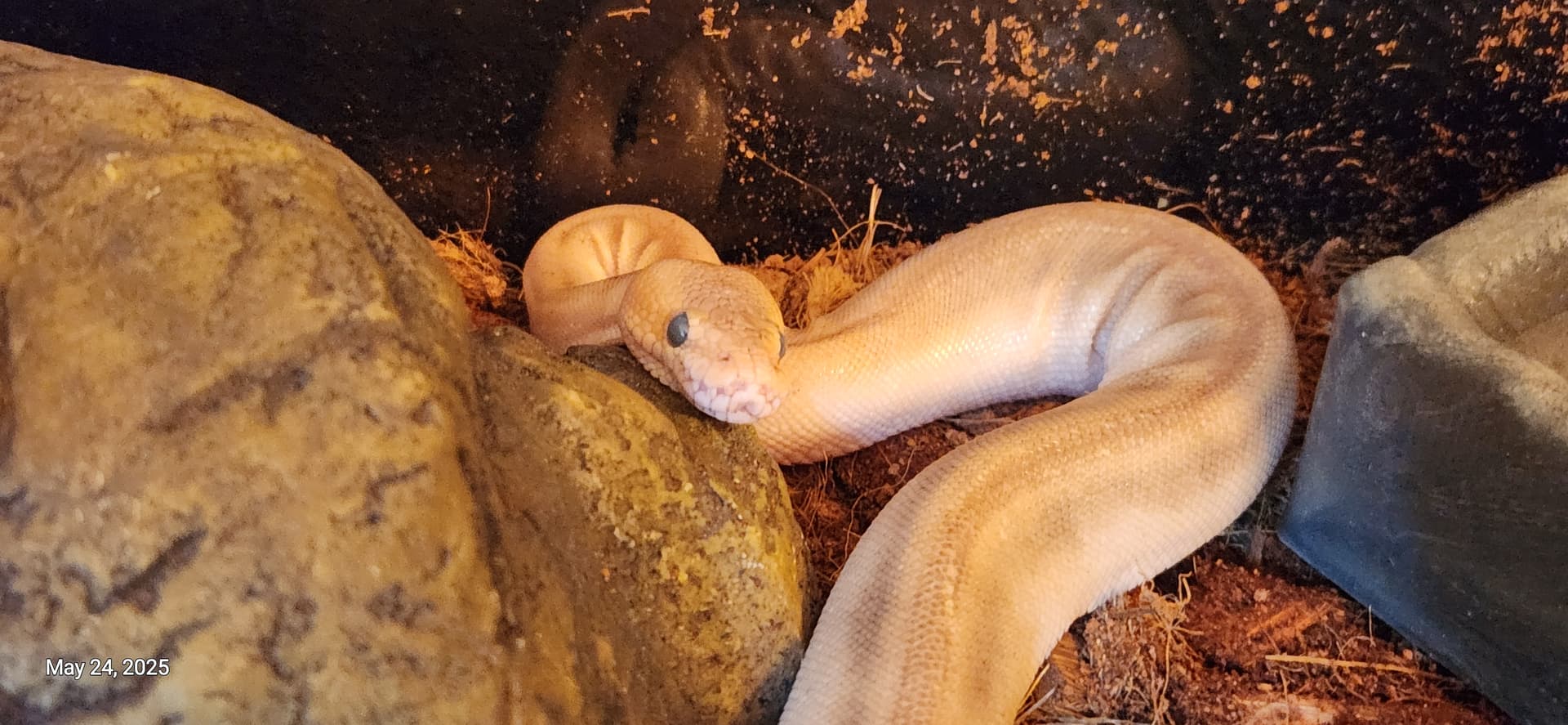 Shedding and going into blue - Ball Pythons - MorphMarket Reptile Community