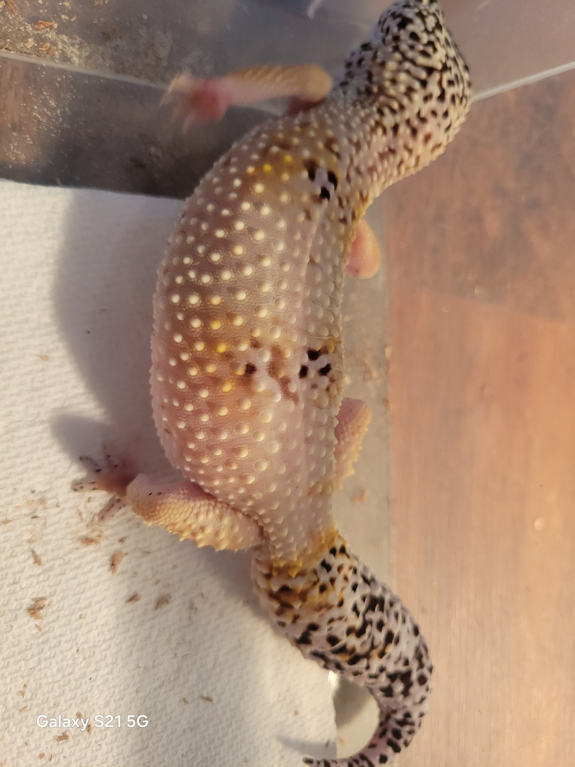 Morph help of 2 leopard geckos - Leopard Geckos - MorphMarket Reptile Community
