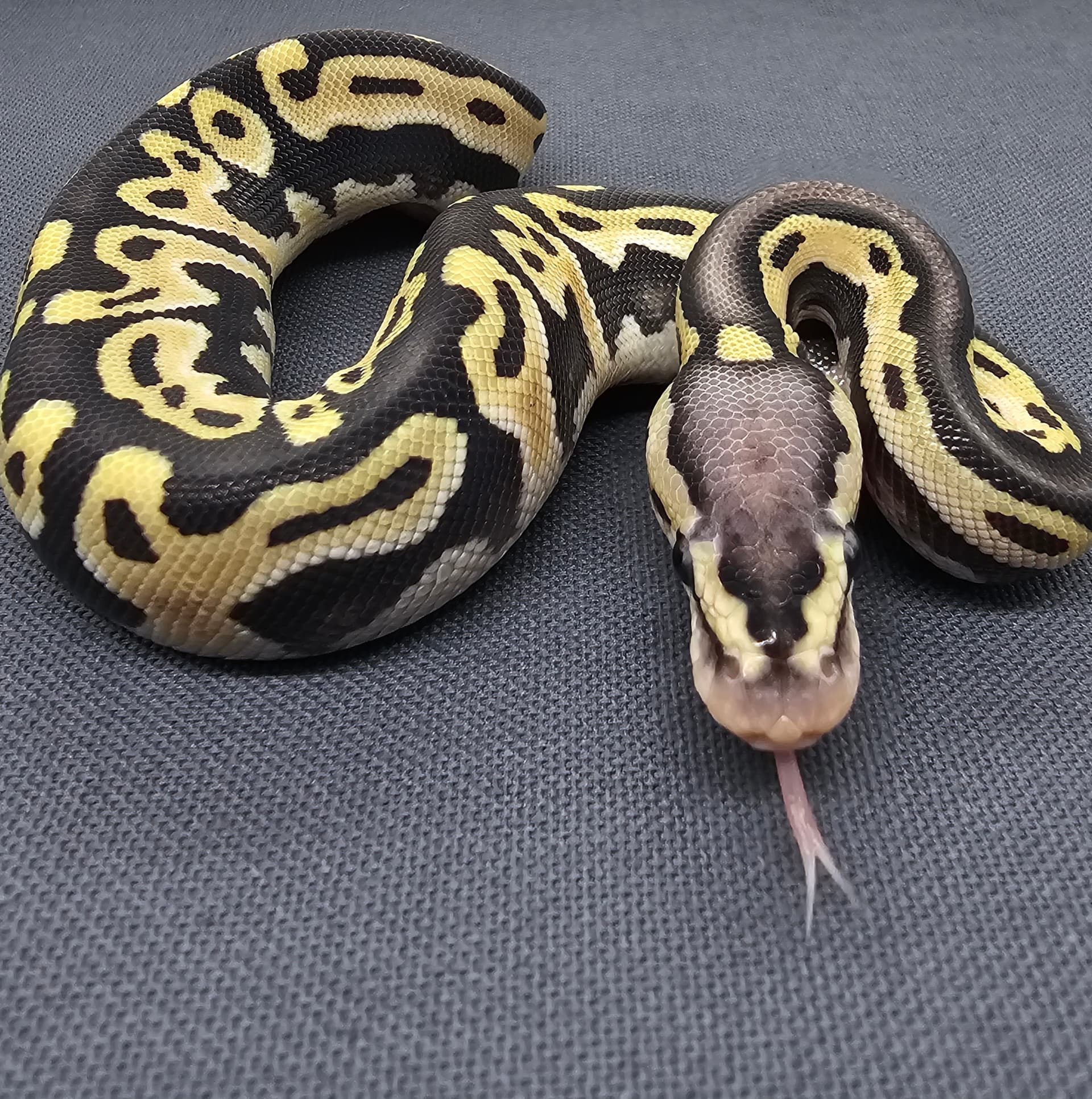 Puzzle has gone Goth - Ball Pythons - MorphMarket Reptile Community