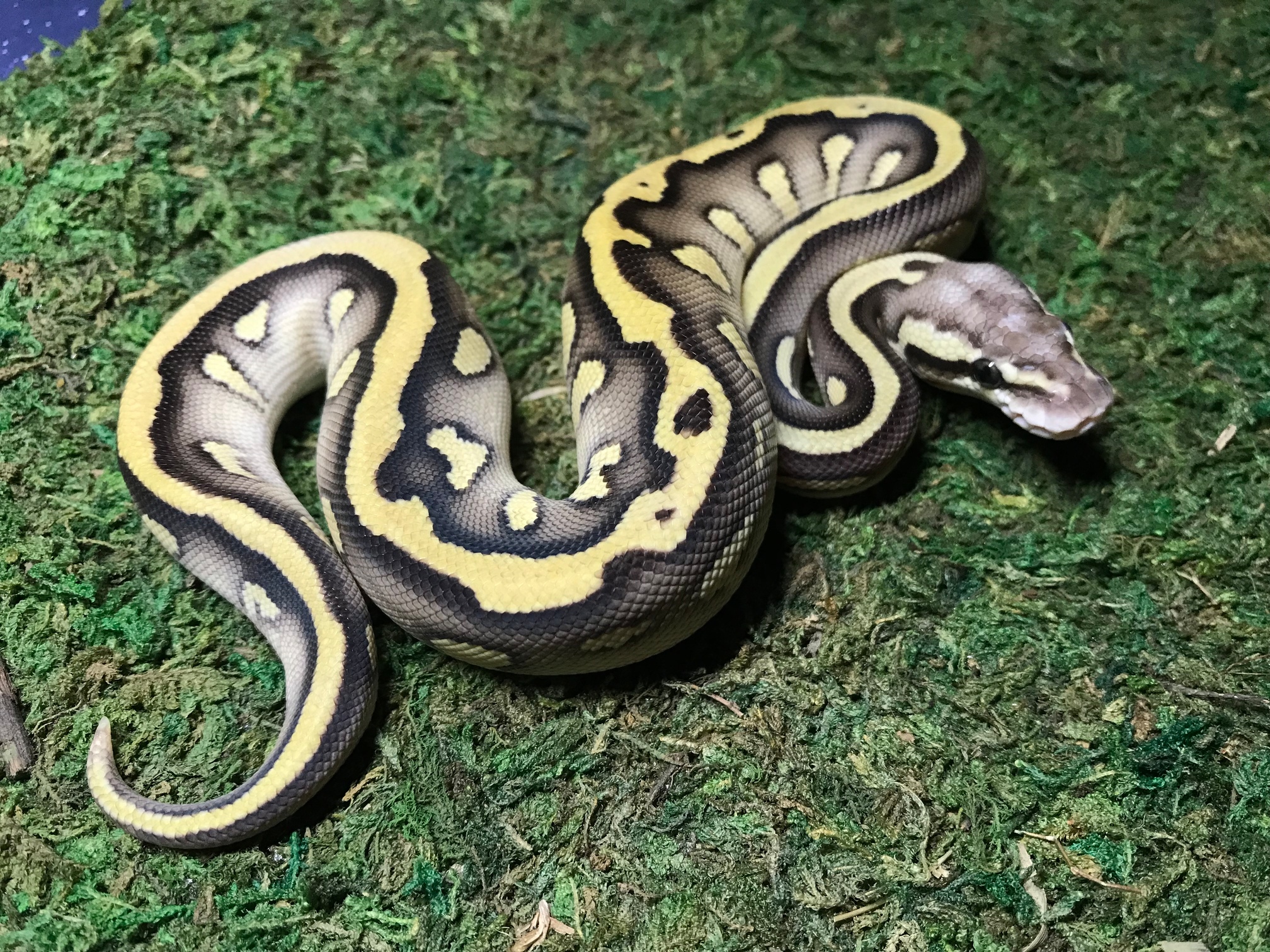 Morph Identification Aid - Ball Pythons - MorphMarket Reptile Community