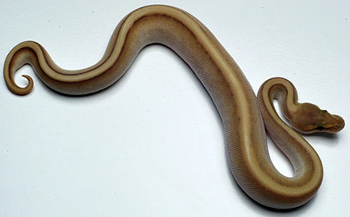 Reptile Morph Art Series - Page 44 - All Reptiles - MorphMarket Reptile ...