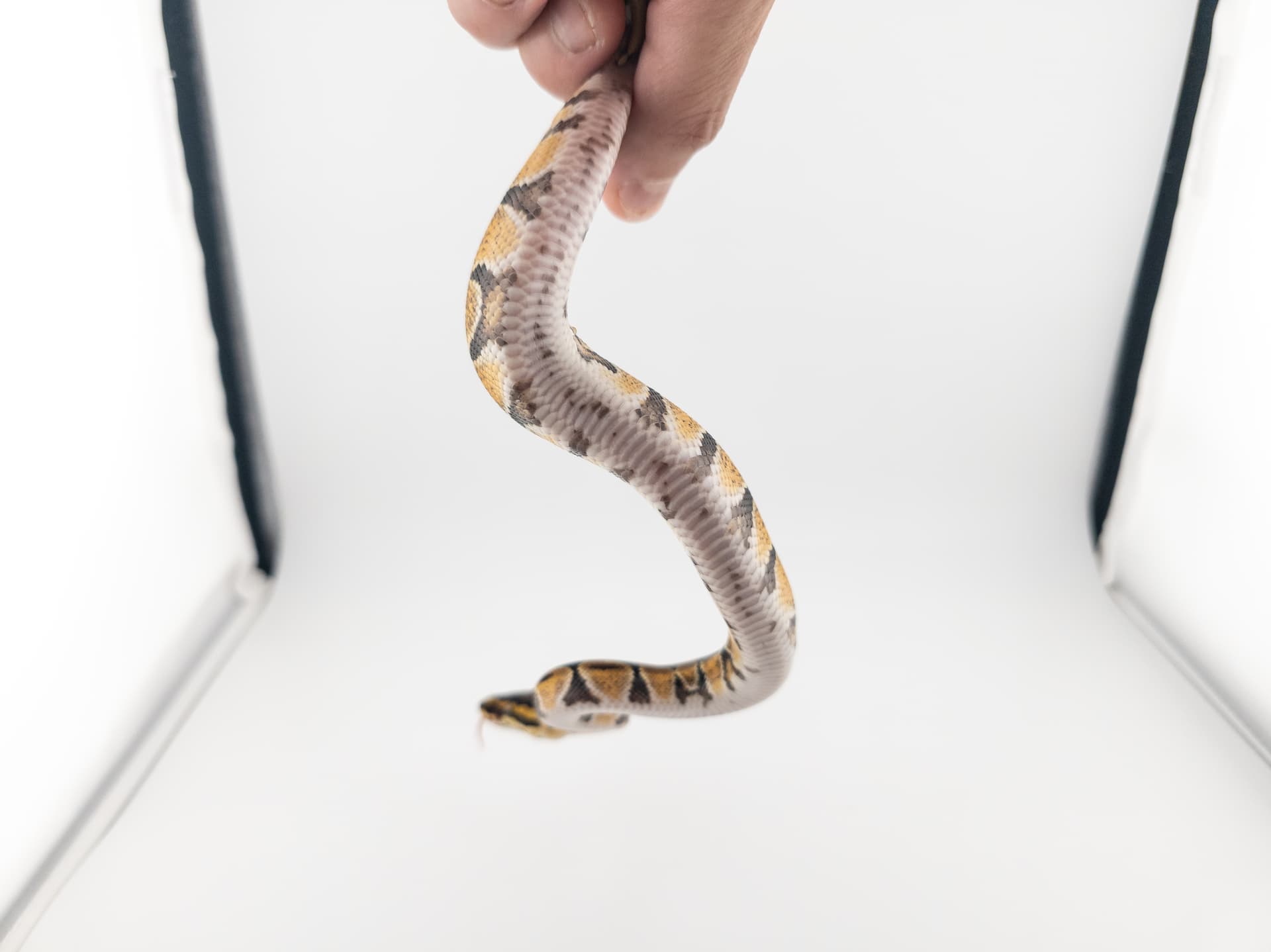 Confused with Confusion 😅 - Ball Pythons - MorphMarket Reptile Community