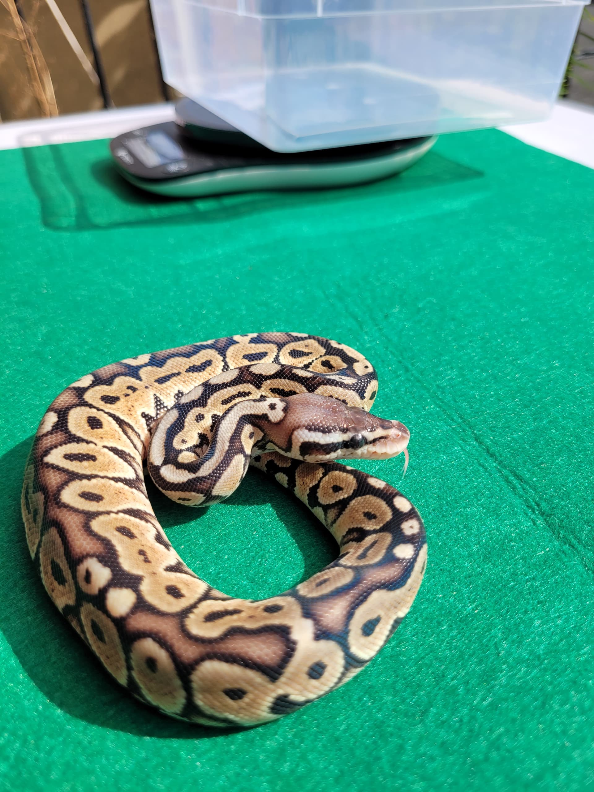 Assist with clutch ID please - Ball Pythons - MorphMarket Reptile Community