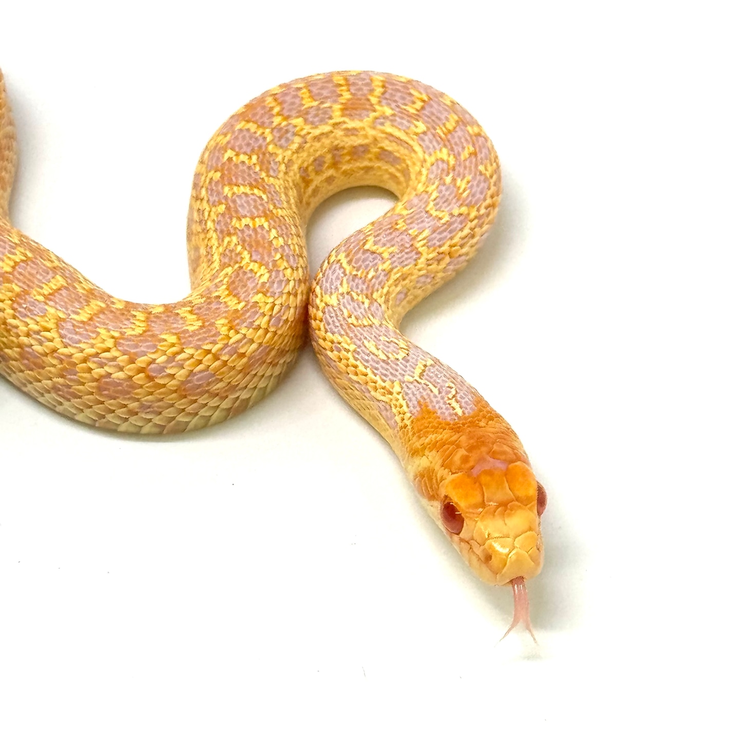 Albino (Applegate) - Gopher Snake Traits - Morphpedia