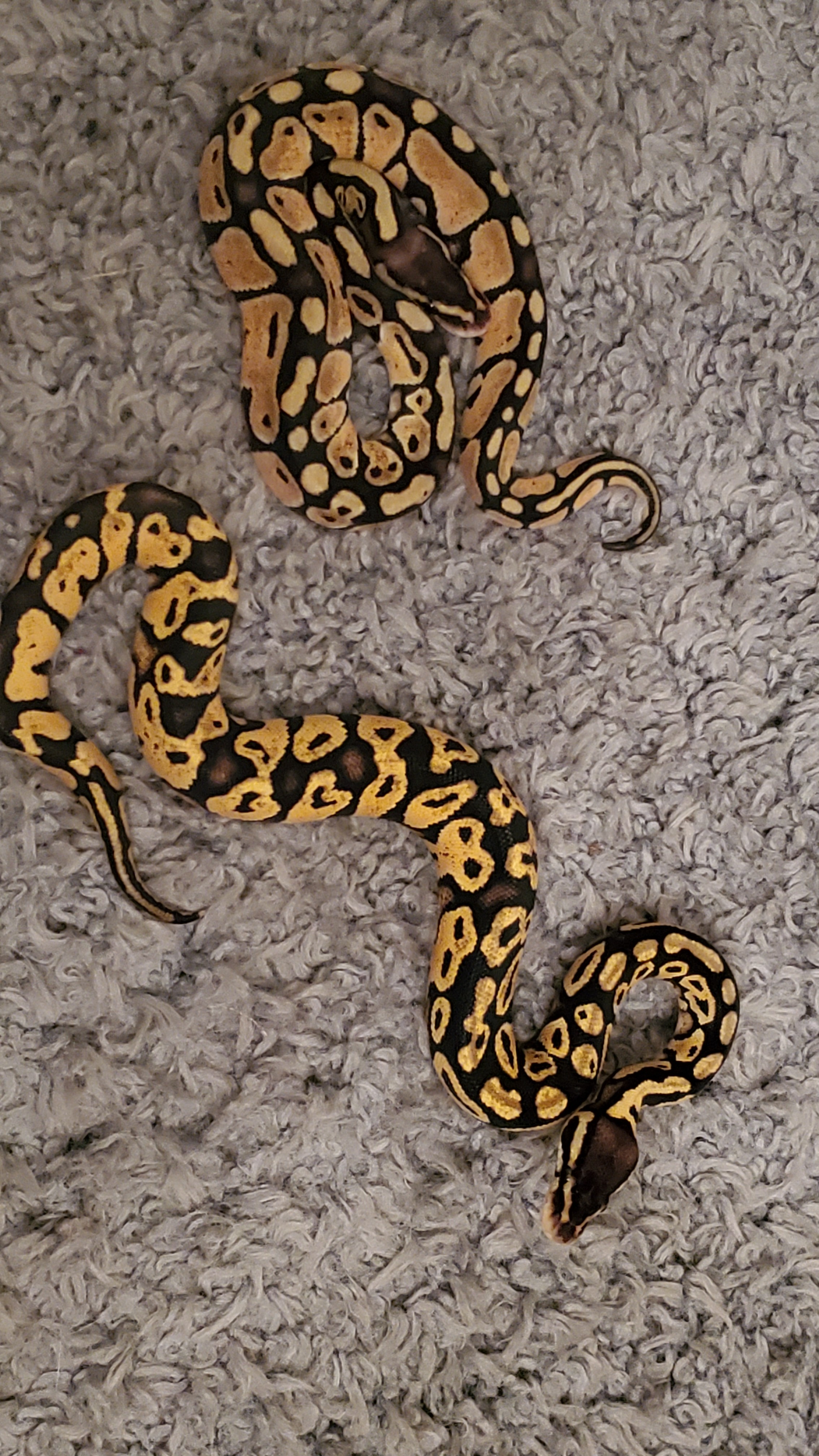Help with morphs - Page 2 - Ball Pythons - MorphMarket Reptile Community