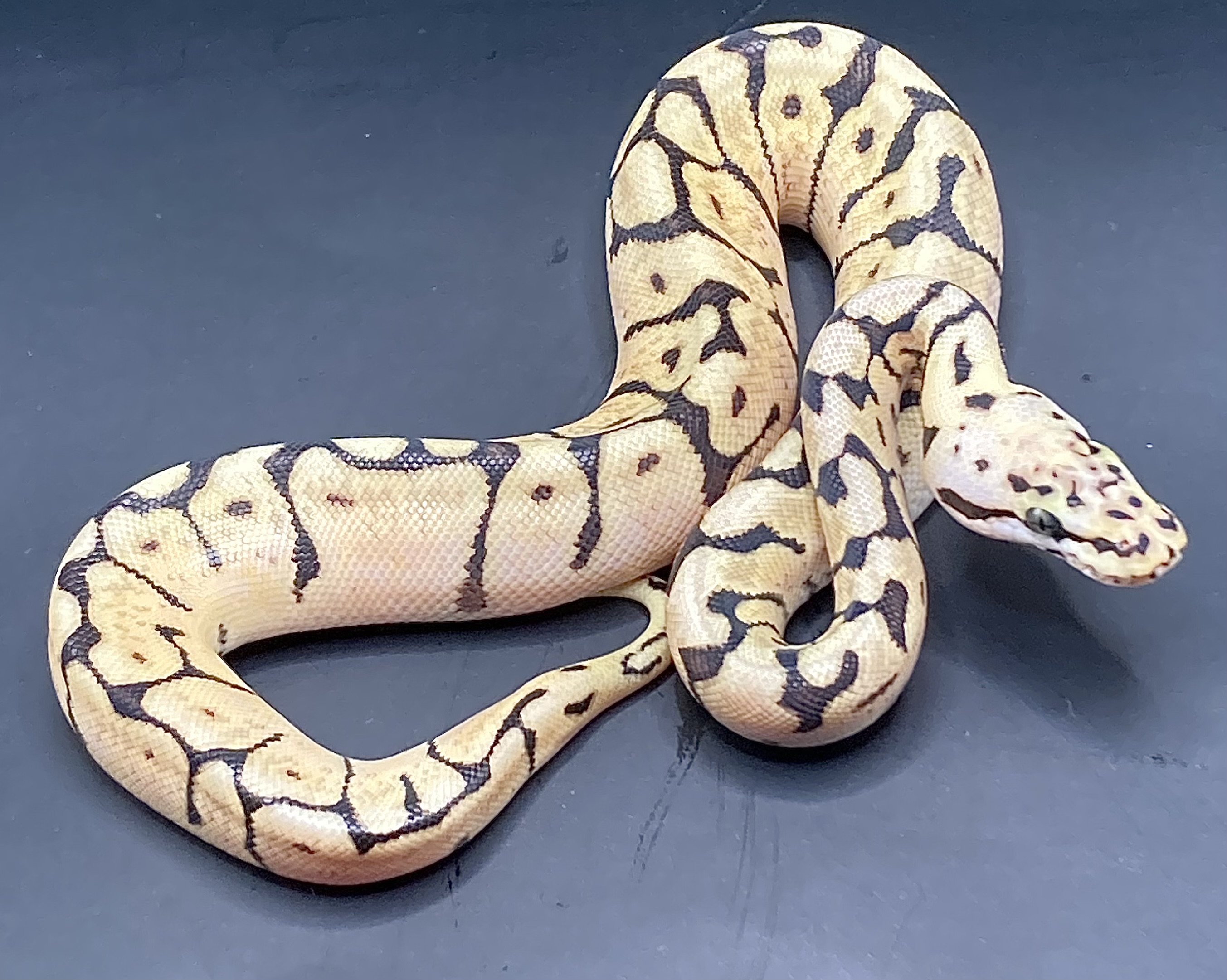 2025 season! - Ball Pythons - MorphMarket Reptile Community