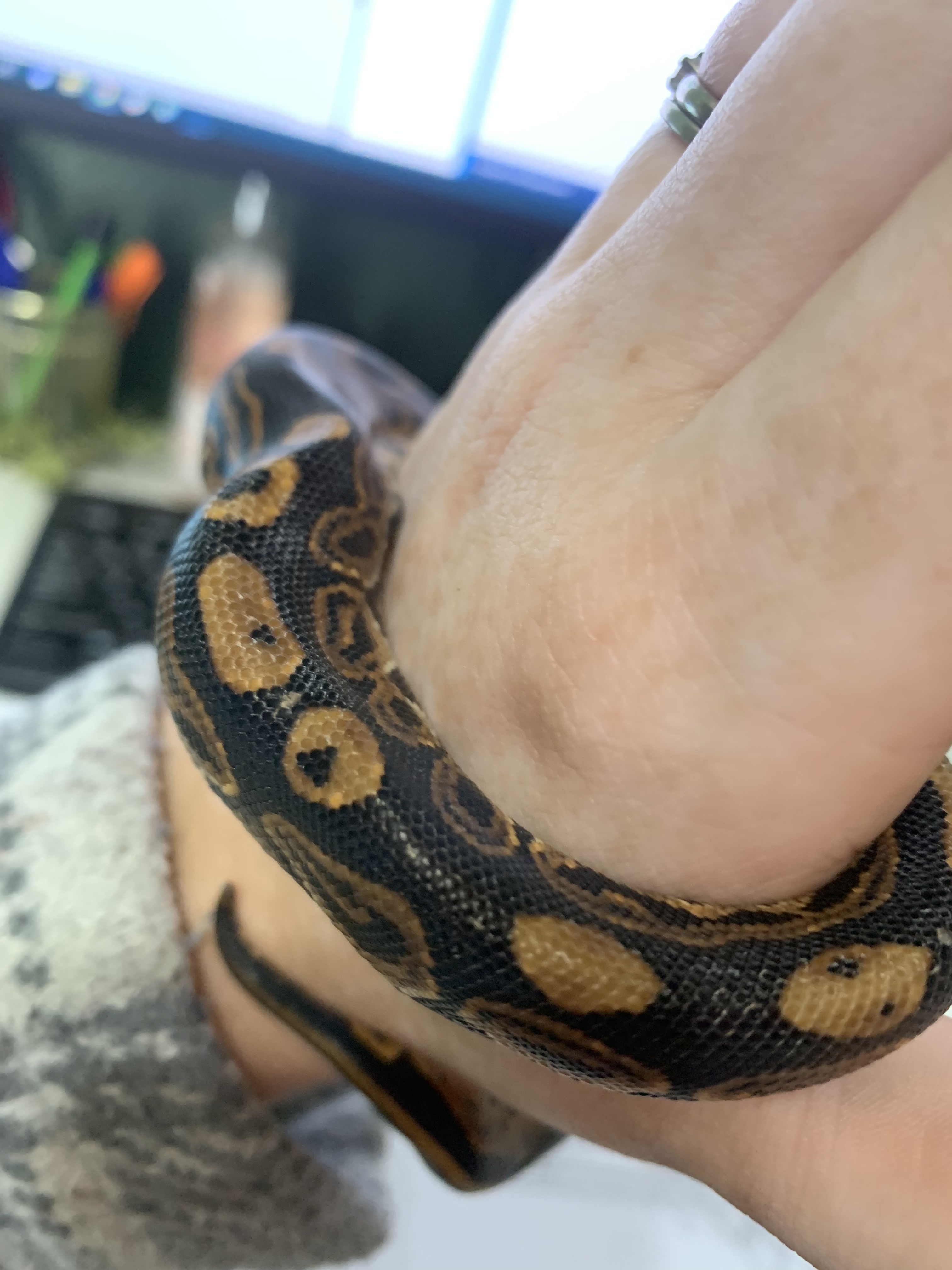 New ball python owner I could use some help! - Ball Pythons ...