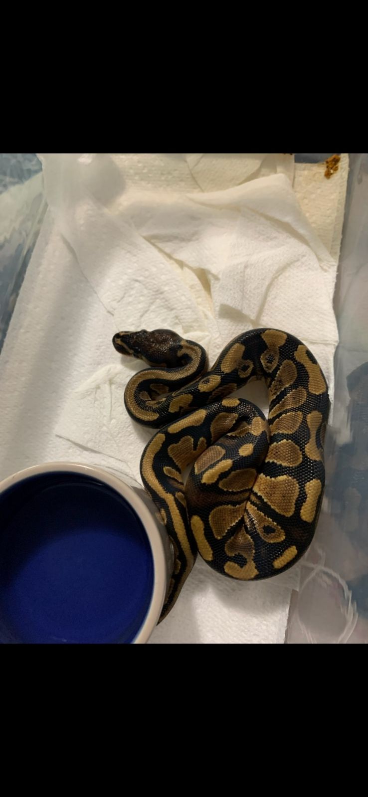 Normal het pied or more than just normal het pied? - Ball Pythons ...