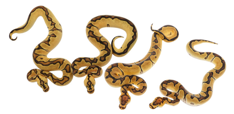 AK Morphs 2024 Season - Ball Pythons - MorphMarket Reptile Community