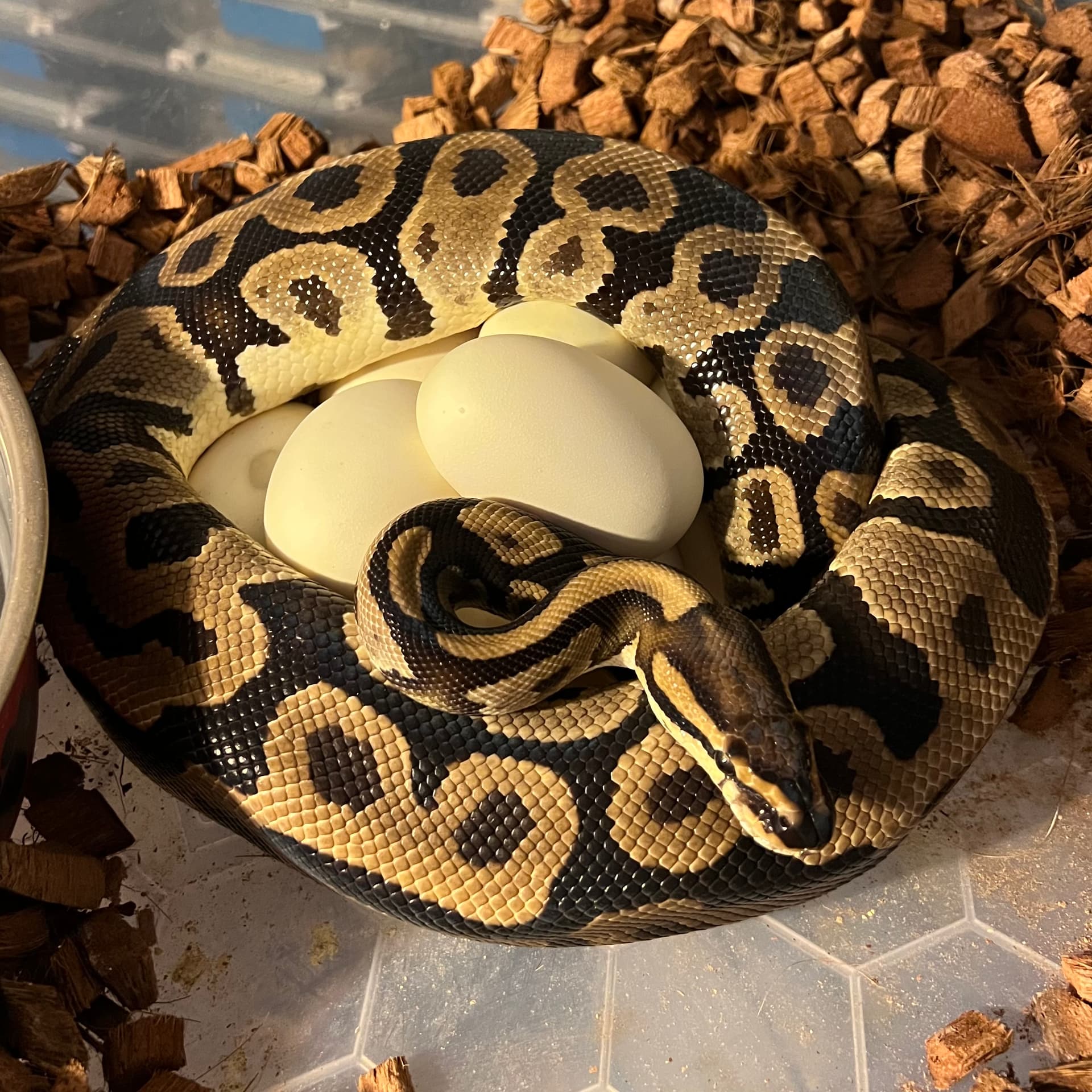 Rest of the Clutch - Ball Pythons - MorphMarket Reptile Community