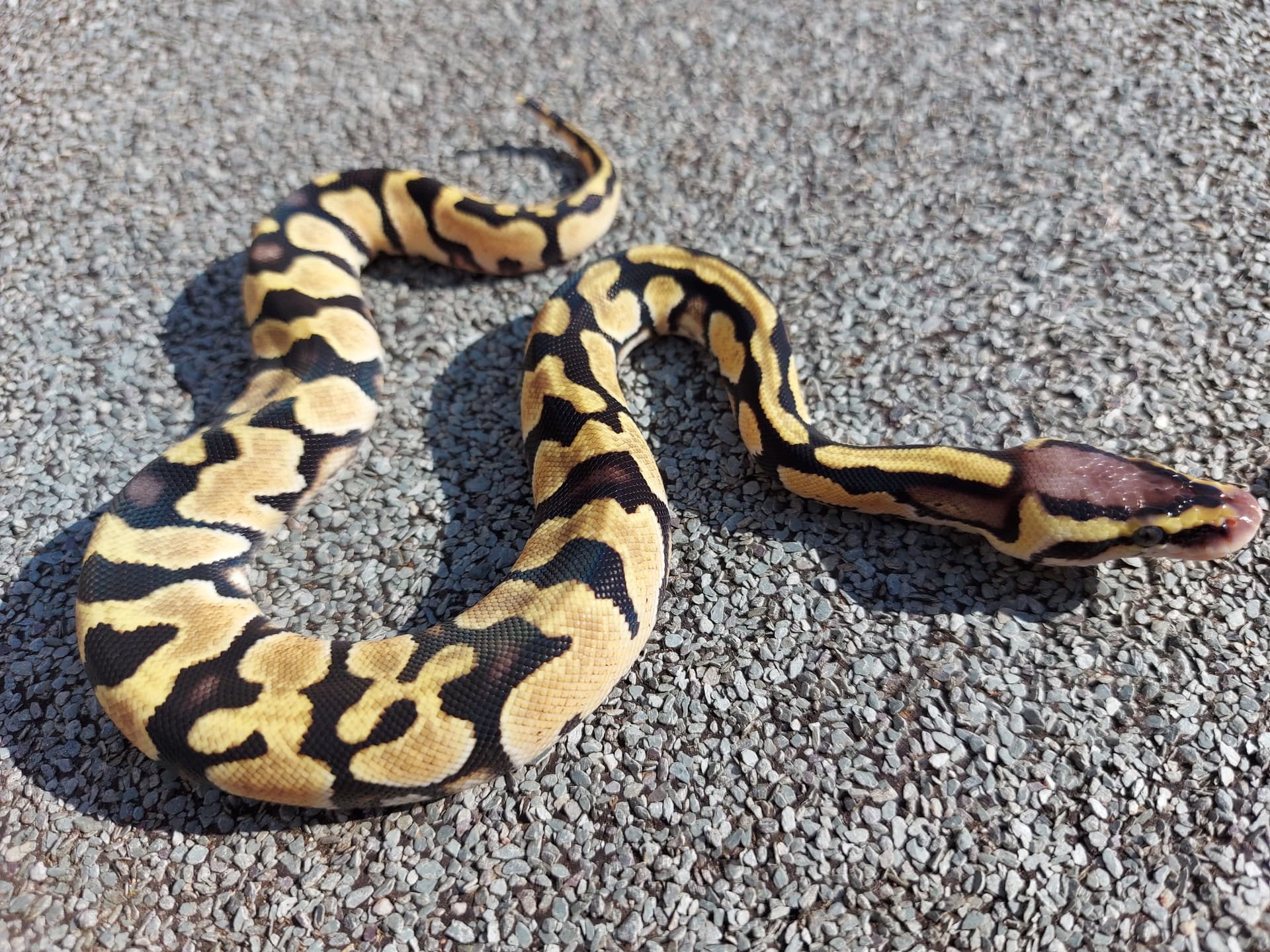 ID help please. I have an idea but not sure - Ball Pythons ...