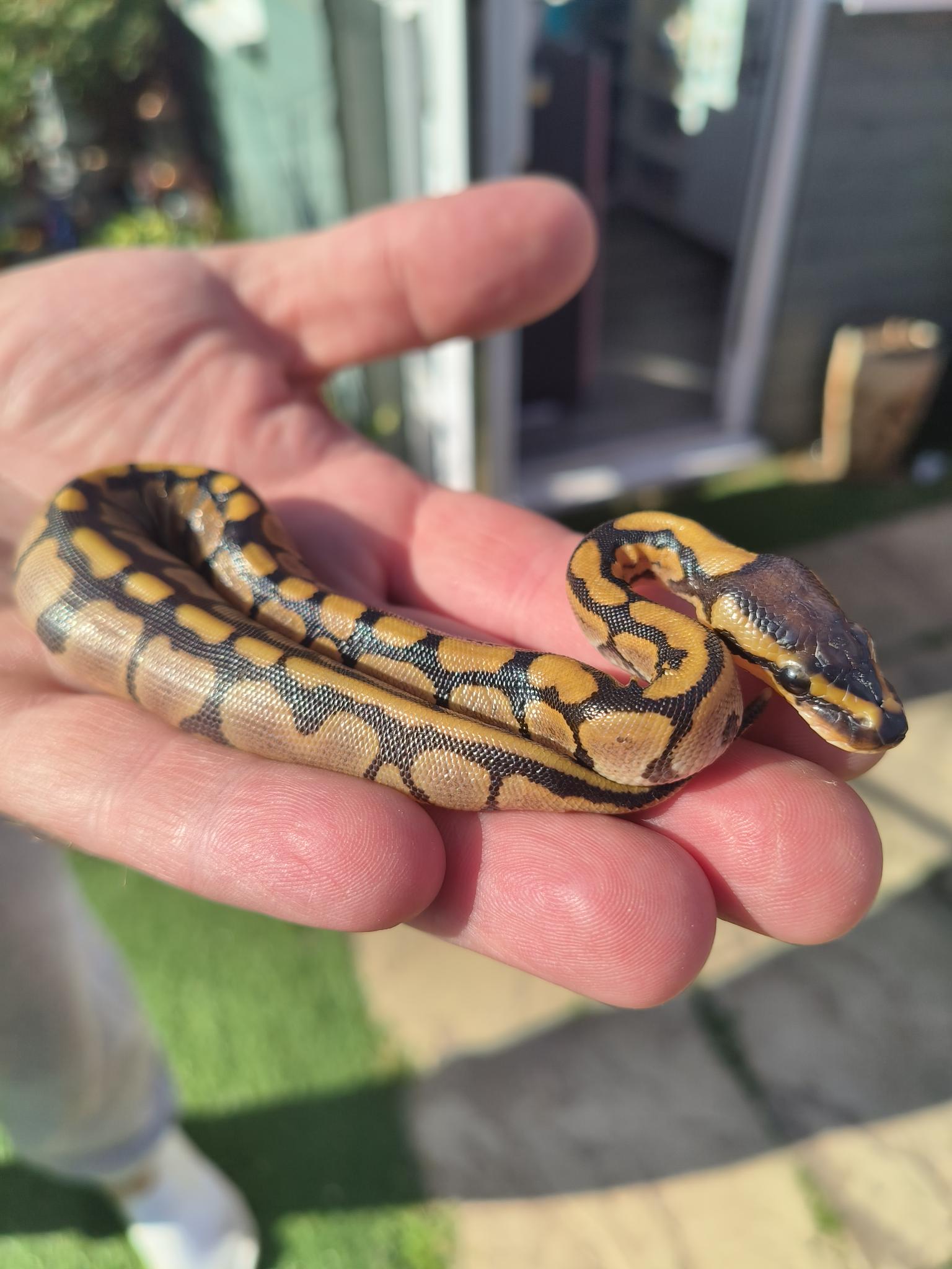 ID help on these baby ball pythons please - Ball Pythons - MorphMarket ...