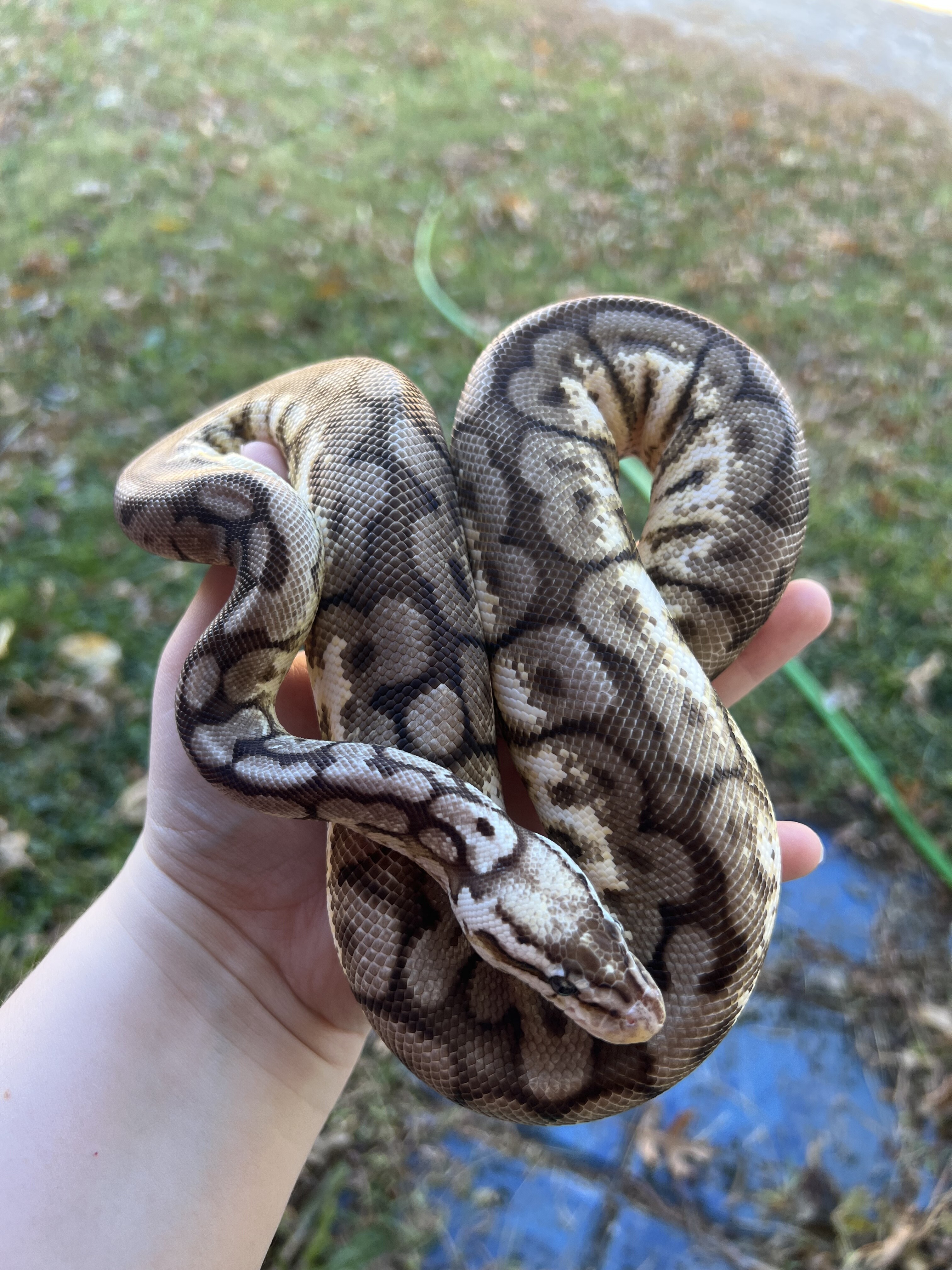 spider ball python issues