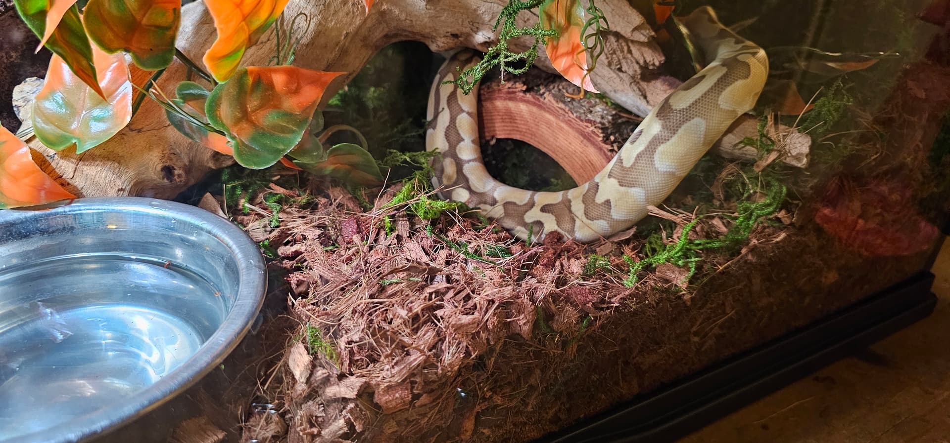 New furniture :) - Ball Pythons - MorphMarket Reptile Community