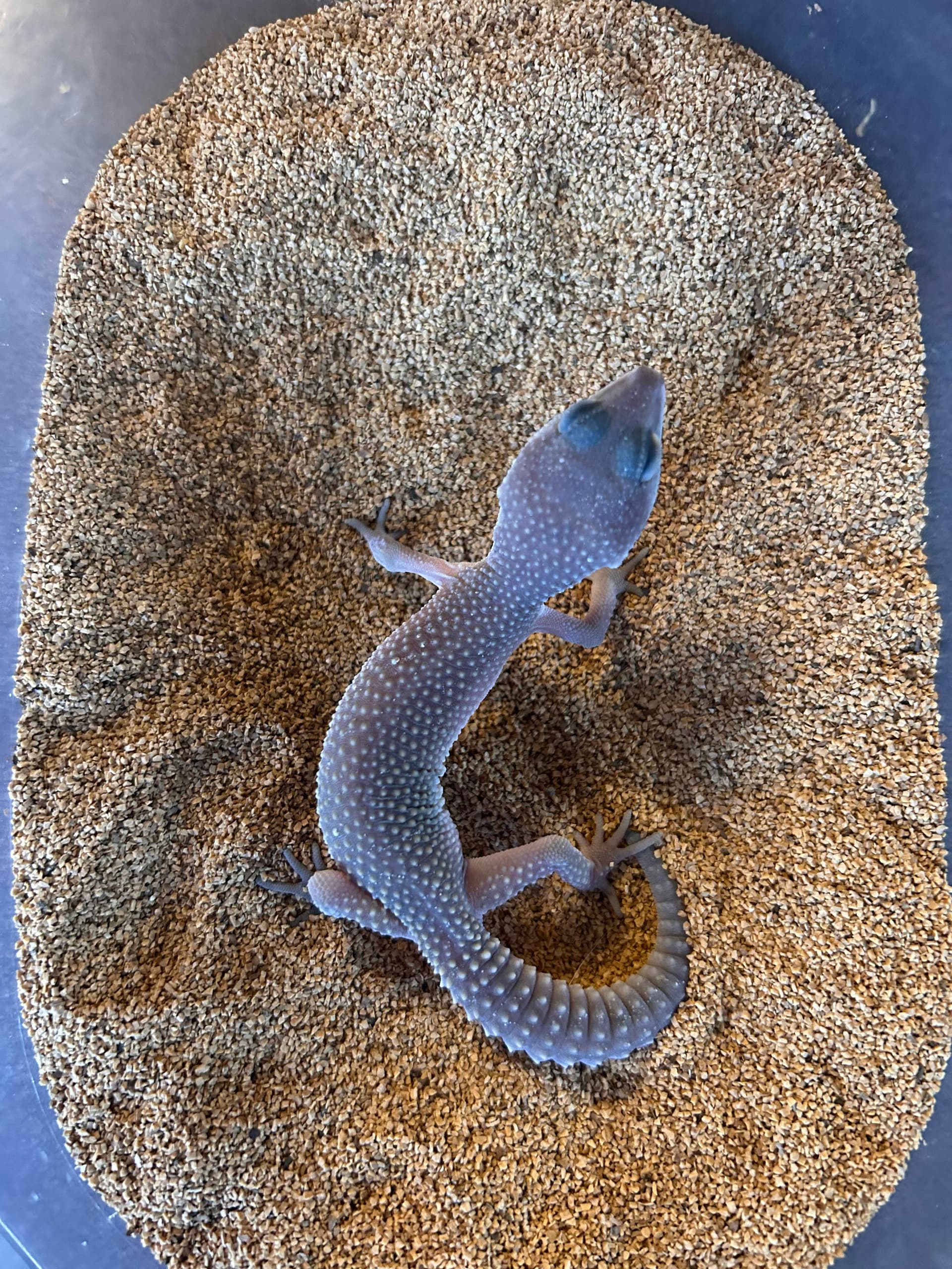 gecko lizard petsmart