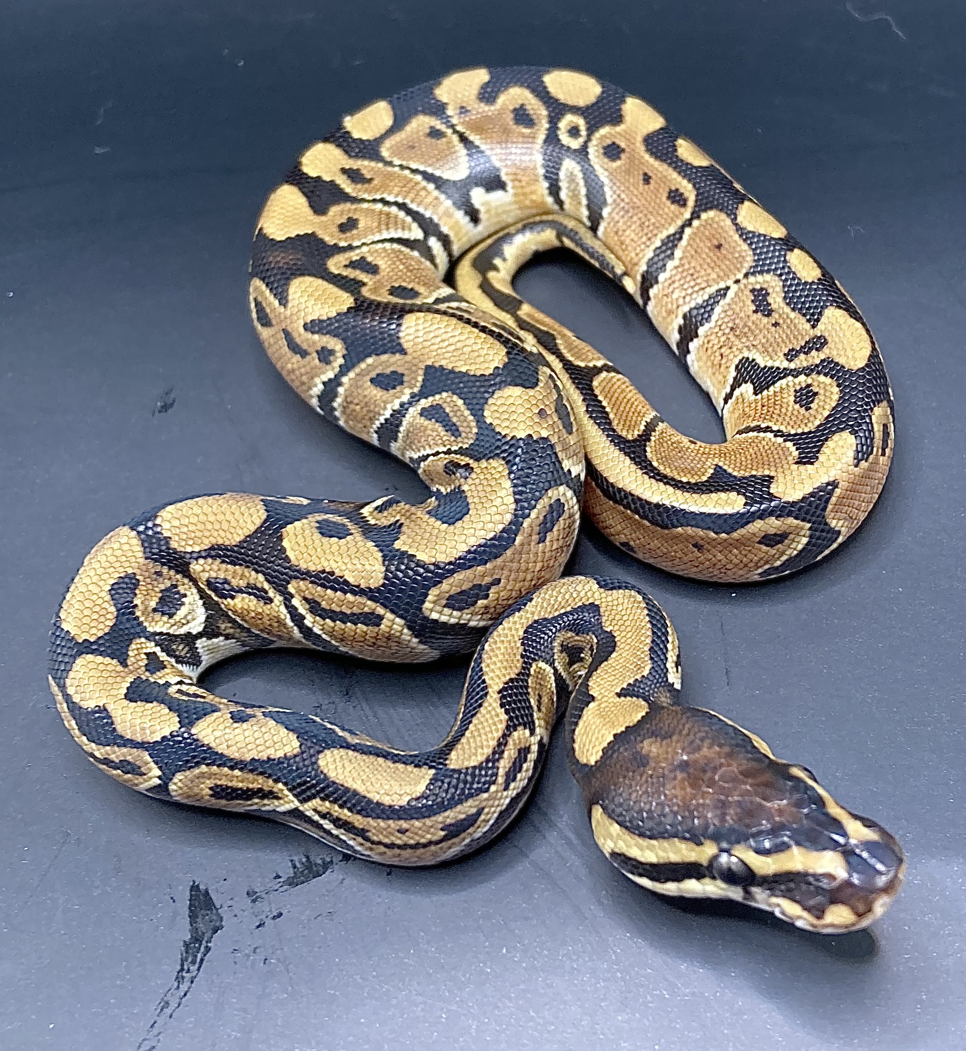 2025 season! - Ball Pythons - MorphMarket Reptile Community
