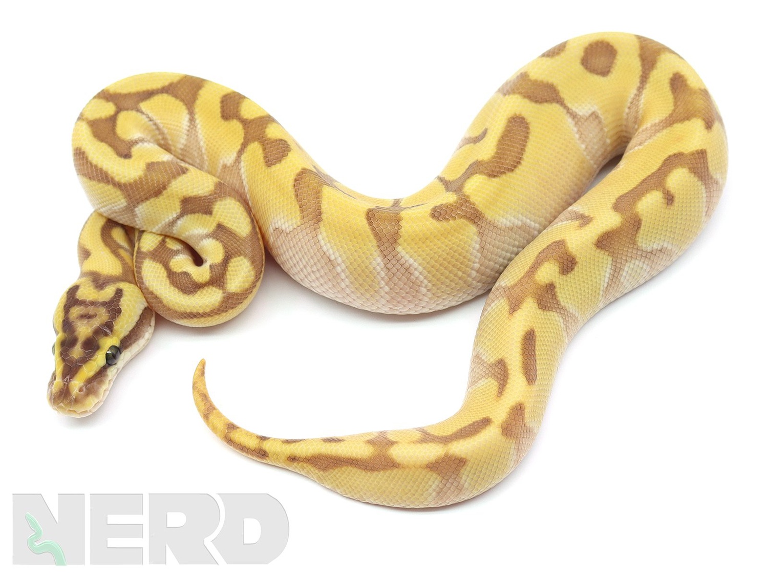 Harlequin - Ball Python Traits - Morphpedia