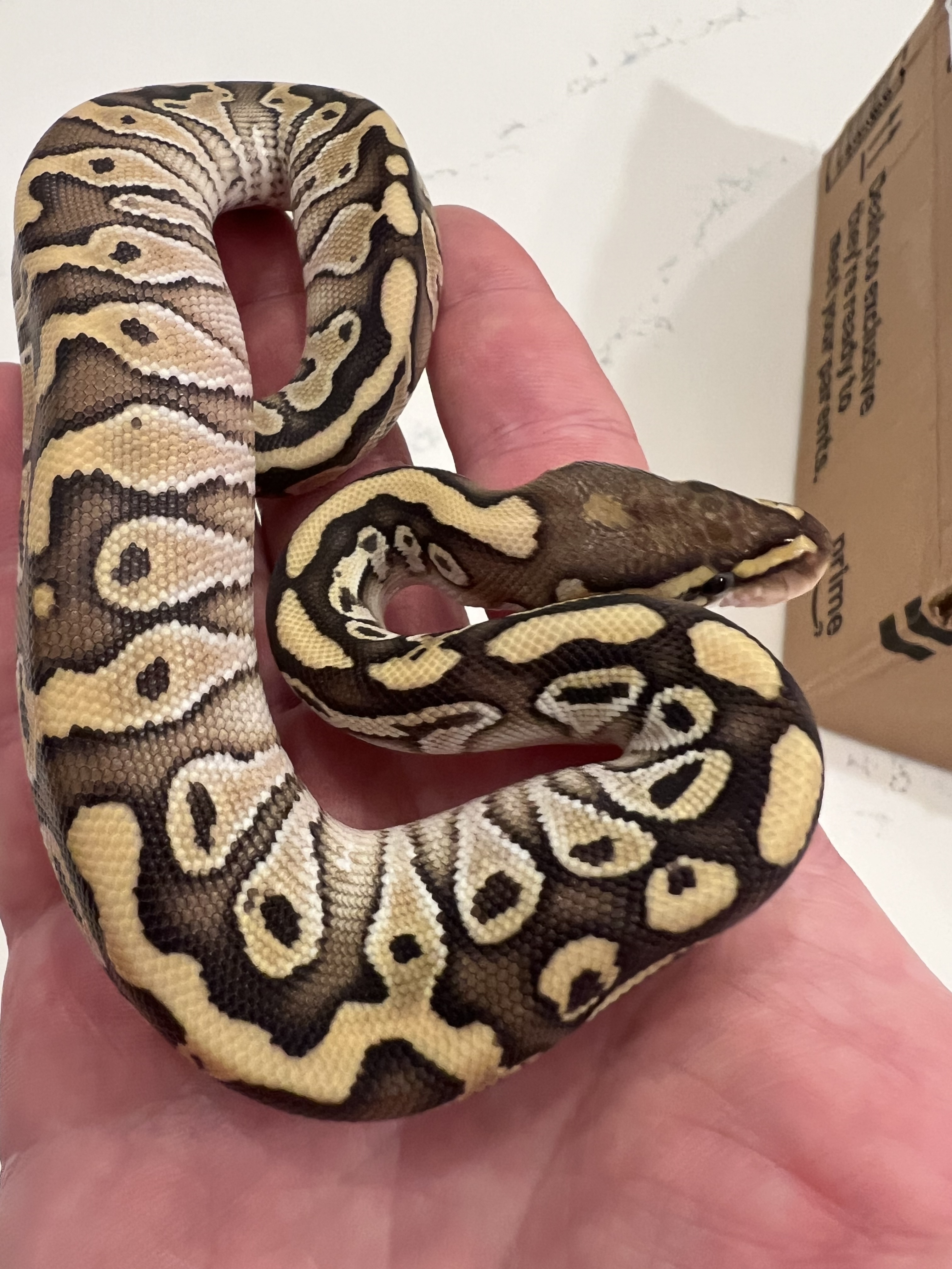 Help Identifying Morphs Clutch #1 - Ball Pythons - MorphMarket Reptile ...