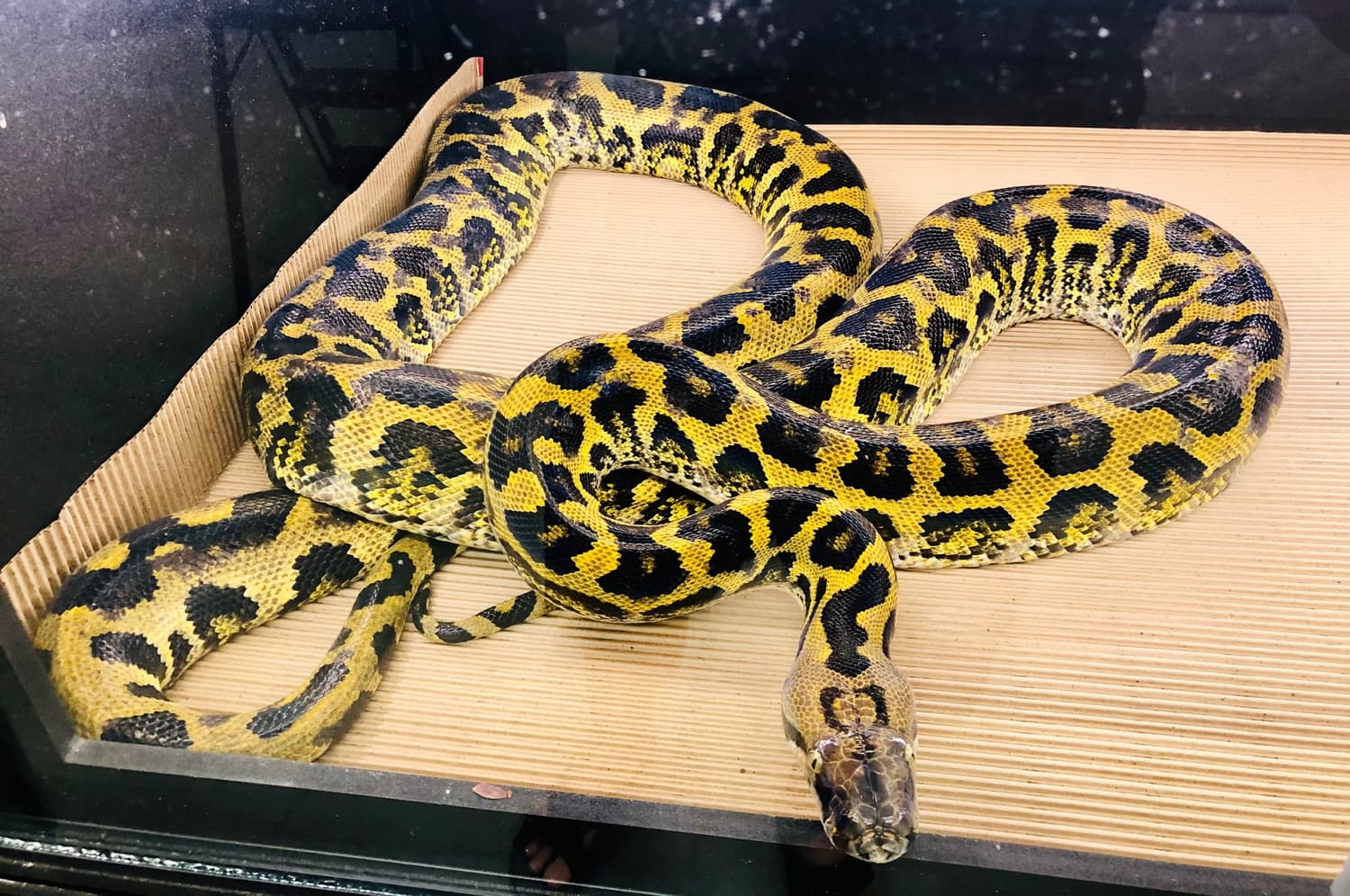 Hybrid Burmese Python Traits Morphpedia