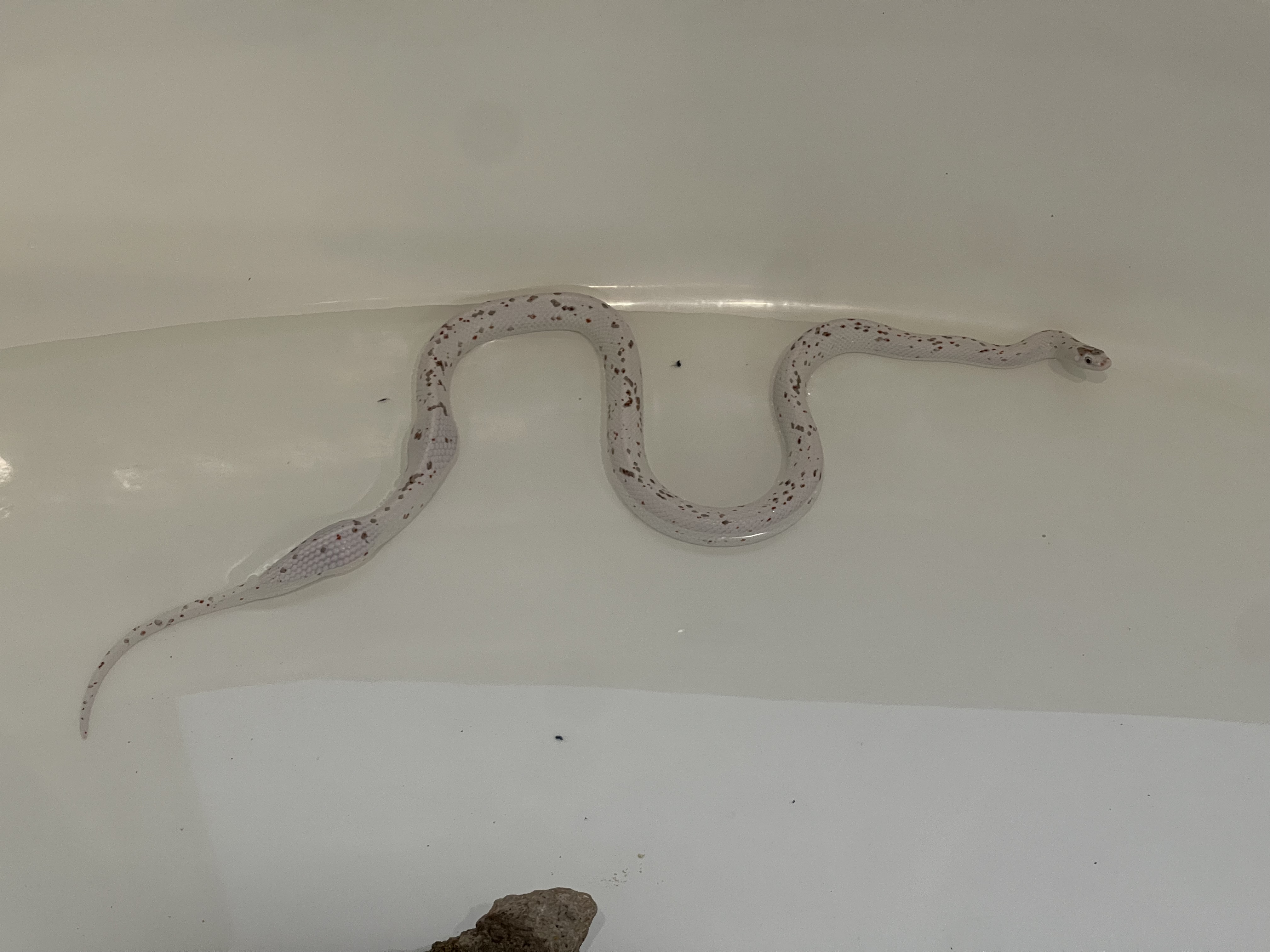 First Year Breeding + Confetti Saga - Page 5 - Corn Snakes ...