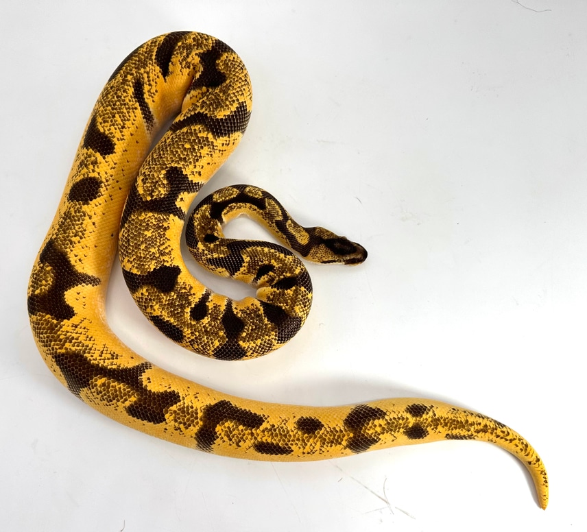 High Intensity OD - Ball Python Traits - Morphpedia