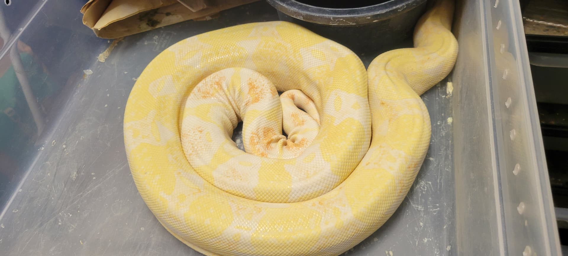 New boa, unknown genetics. Pretty! - Boa Constrictors - MorphMarket ...