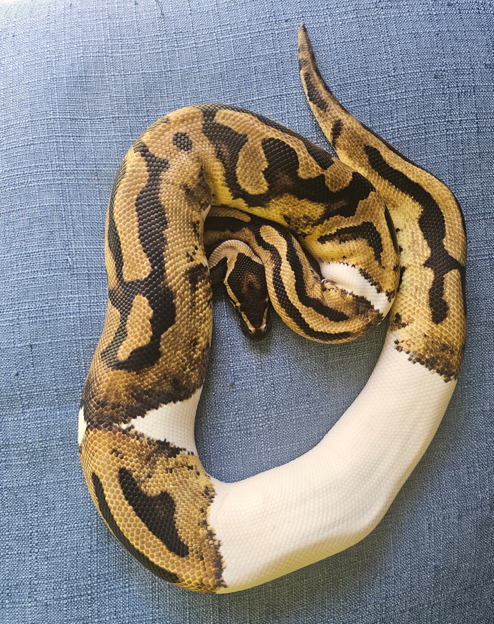 Morph confirmation and Breeding Ideas - Ball Pythons - MorphMarket Reptile Community