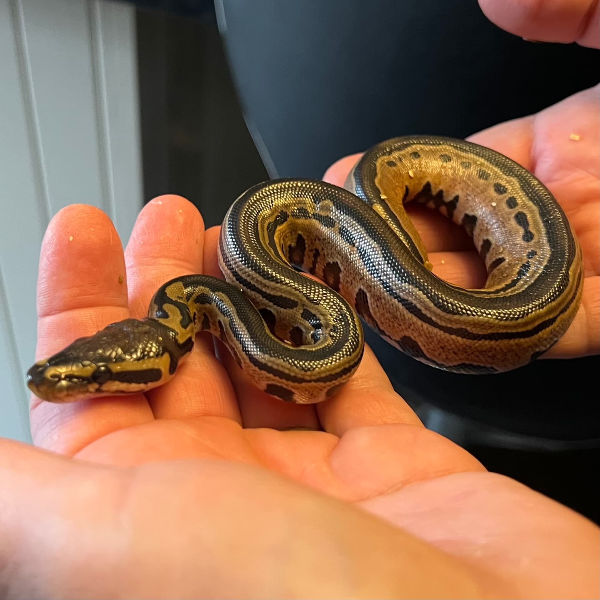 Tri Stripe out and HE looking Great 😍 - Ball Pythons - MorphMarket ...