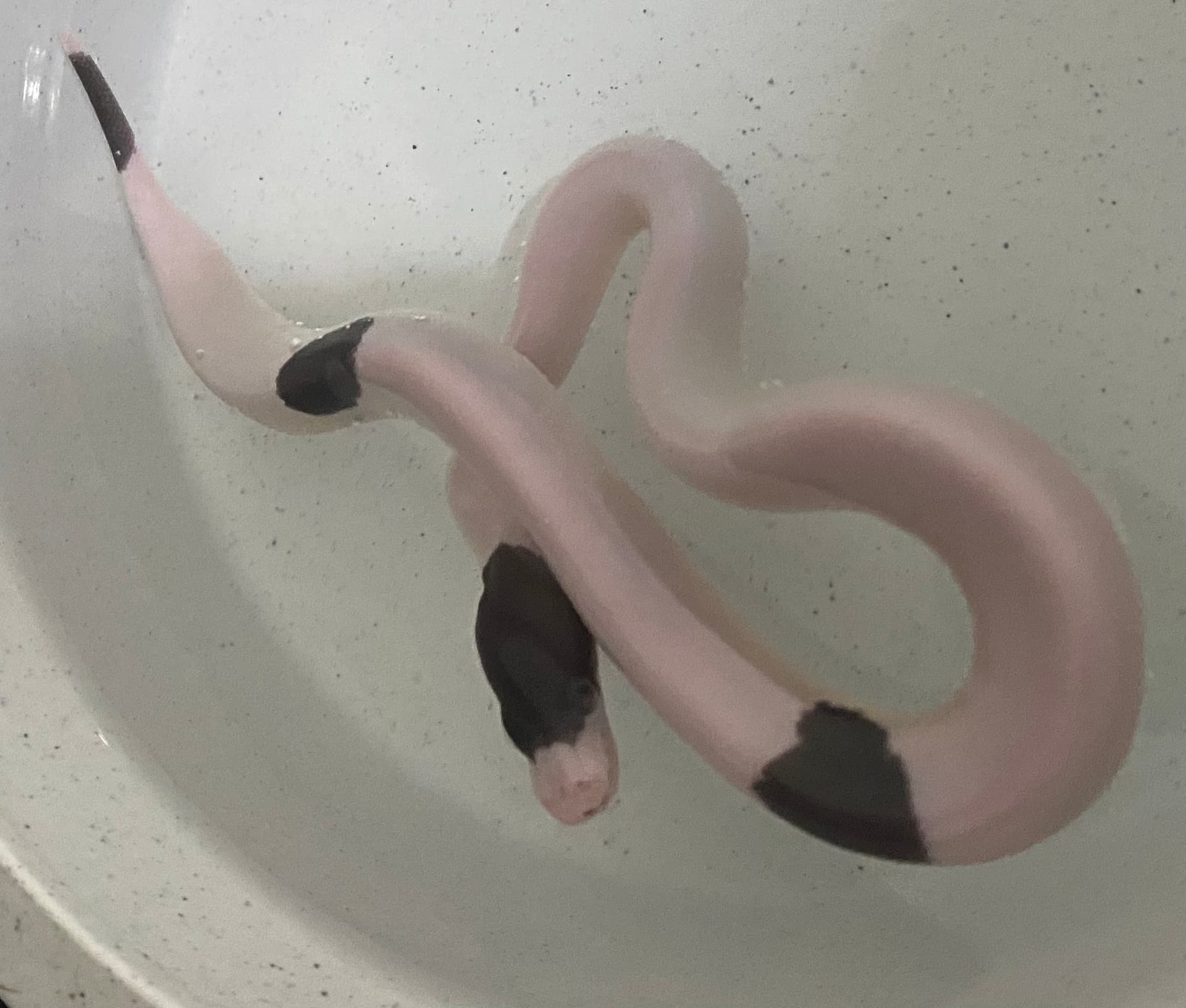 Smallest baby ive seen yet - Ball Pythons - MorphMarket Reptile Community