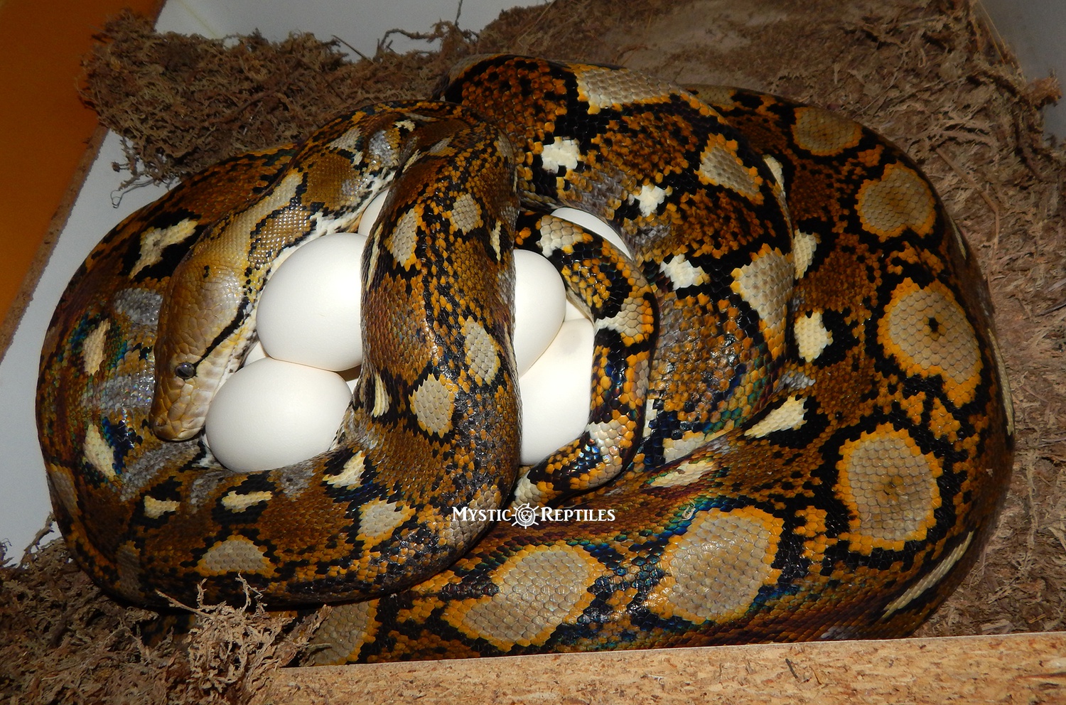Selayer (Dwarf) - Reticulated Python Traits - Morphpedia