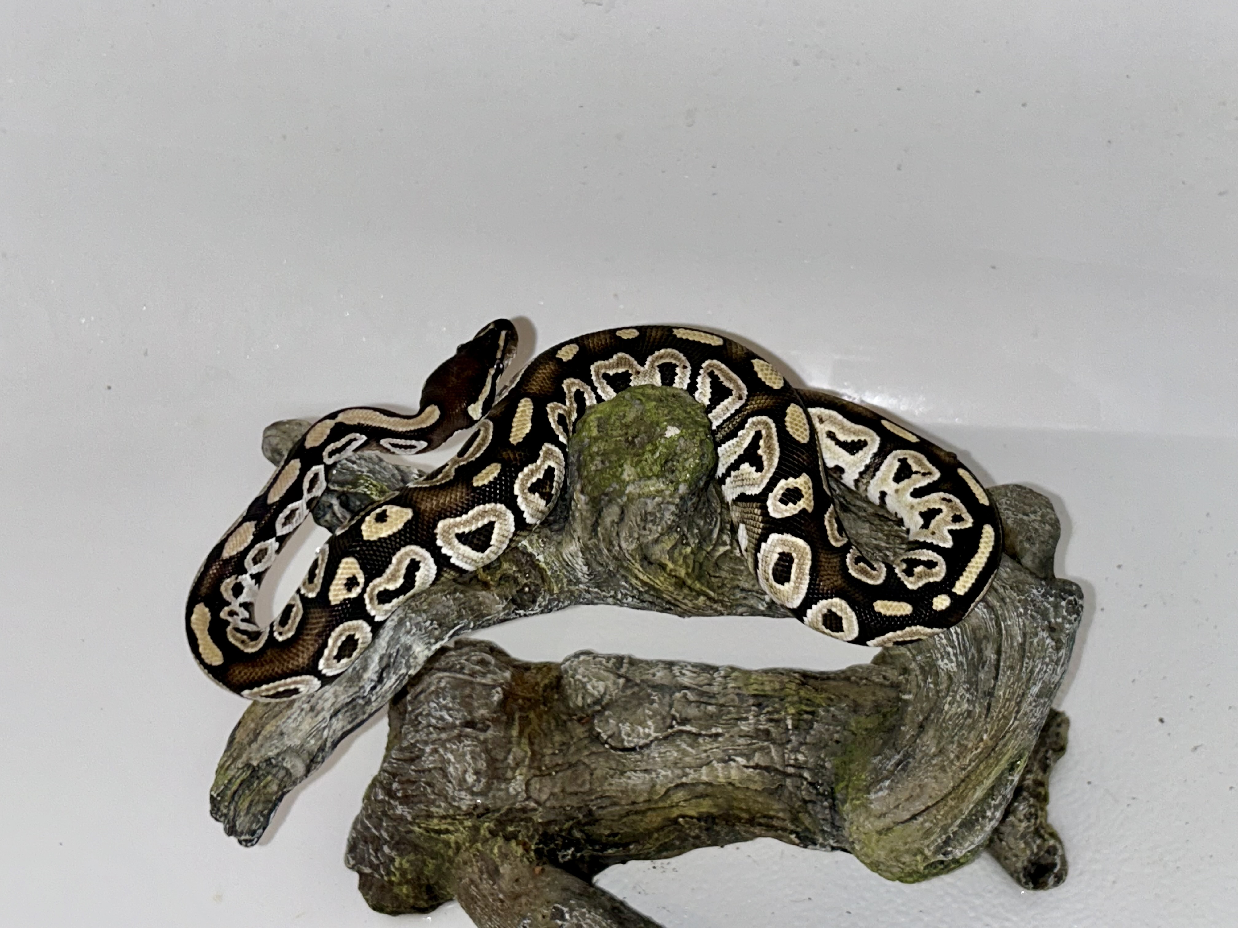 Help me? Not sure what morphe my pretty girl is - Ball Pythons ...