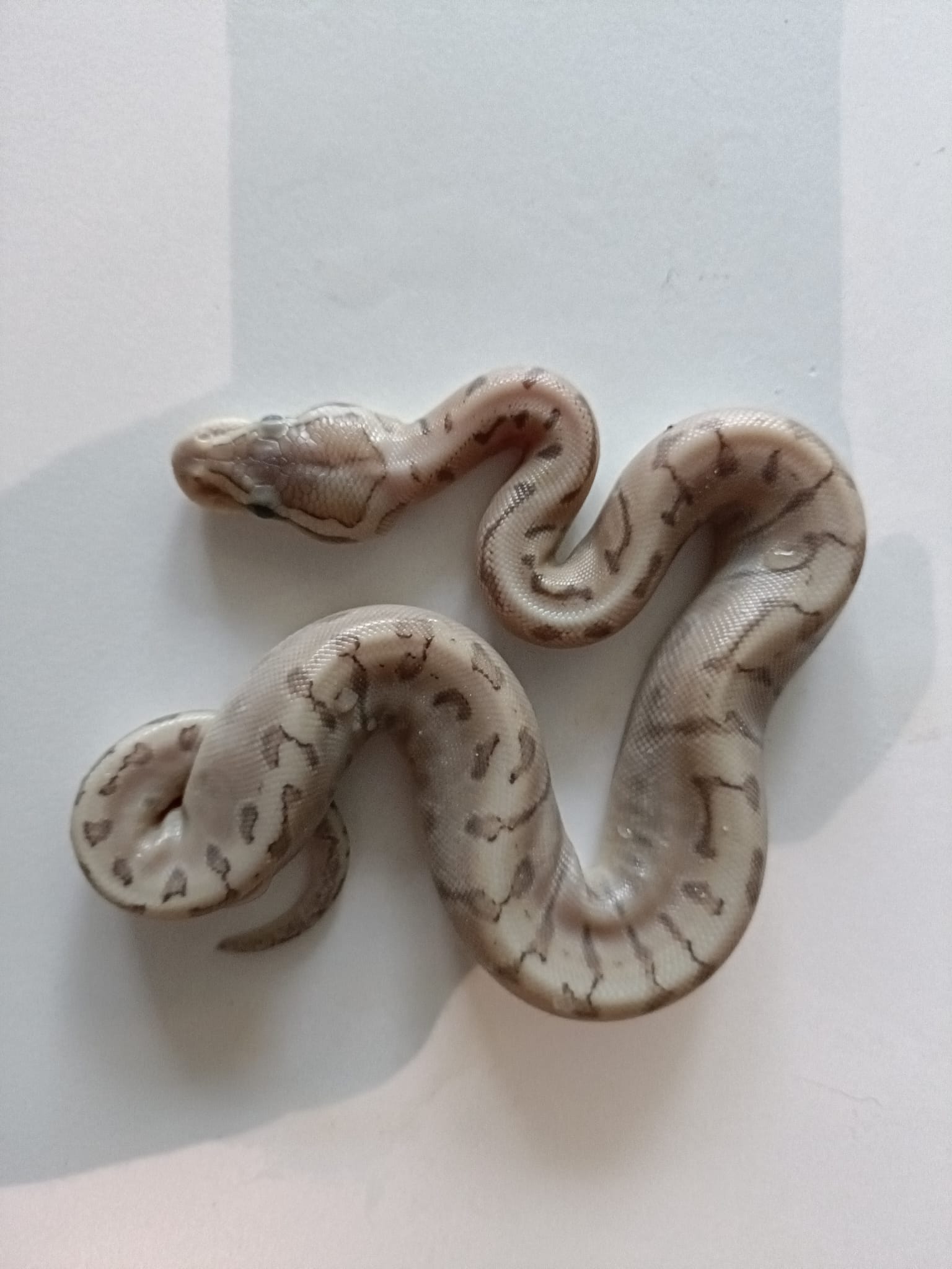 Bamboo clutch ID help - Ball Pythons - MorphMarket Reptile Community