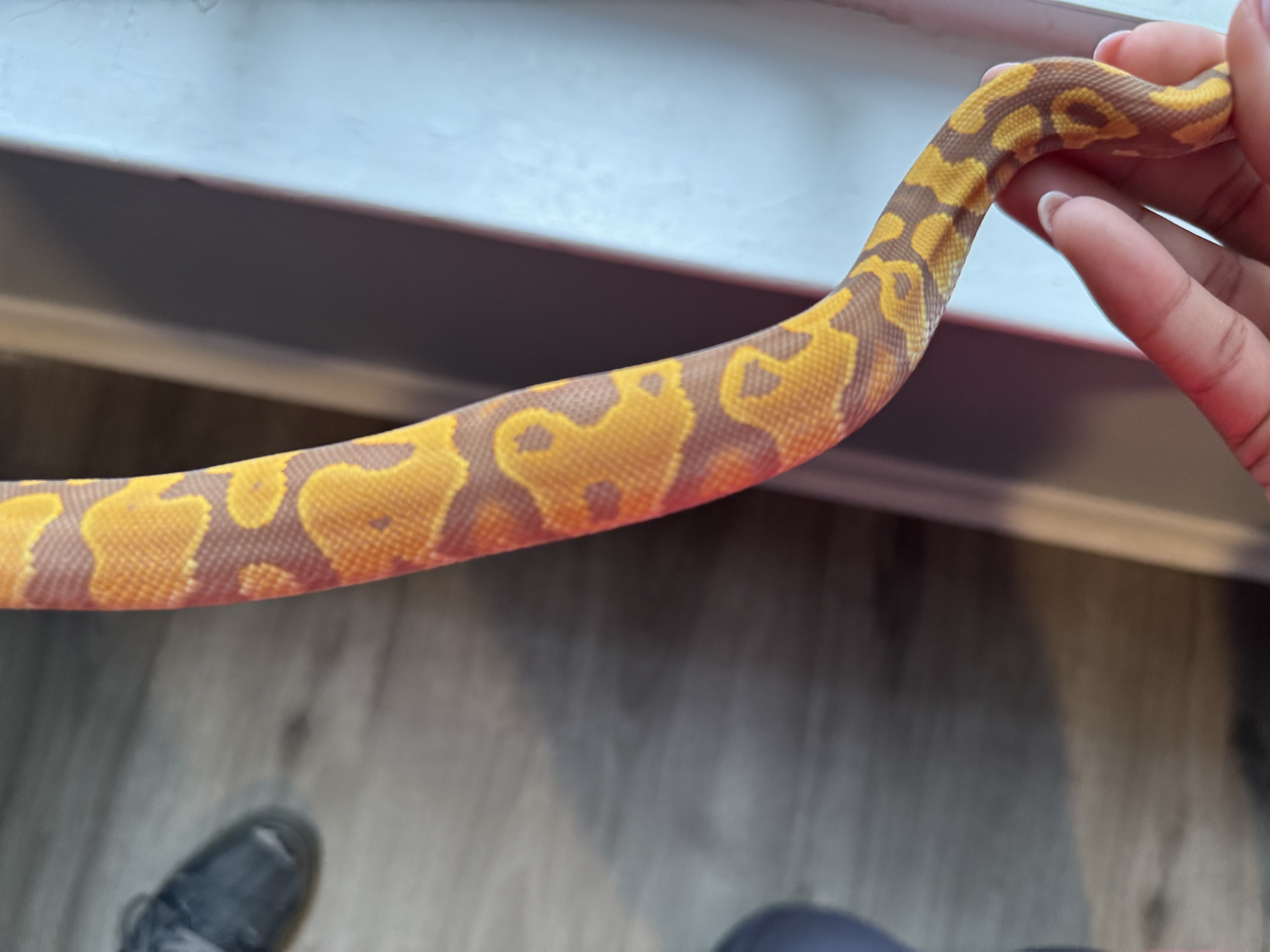 Ultramel Identification Help - Ball Pythons - MorphMarket Reptile Community