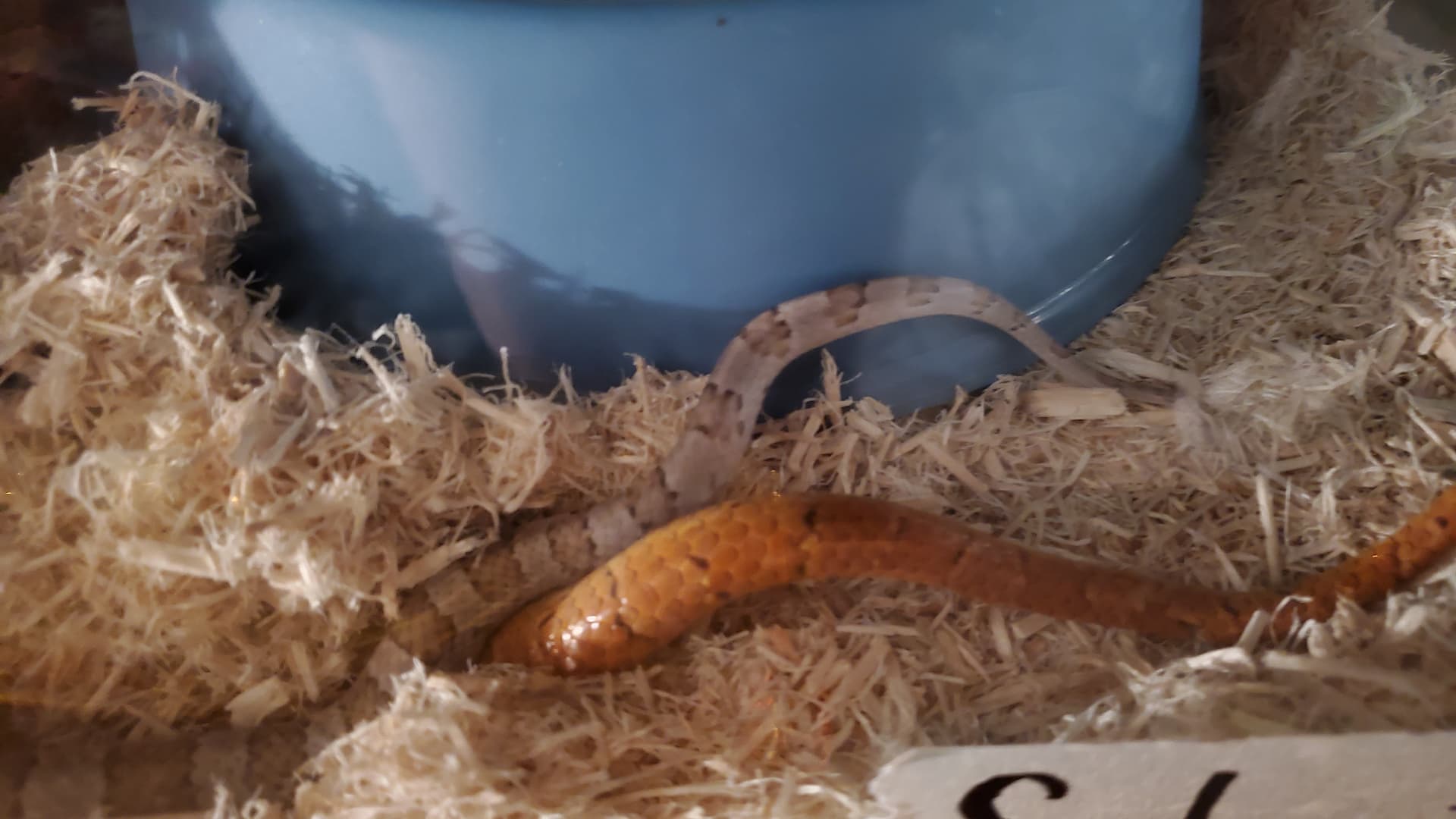 2025 Haus full of Noodles - Corn Snakes - MorphMarket Reptile Community