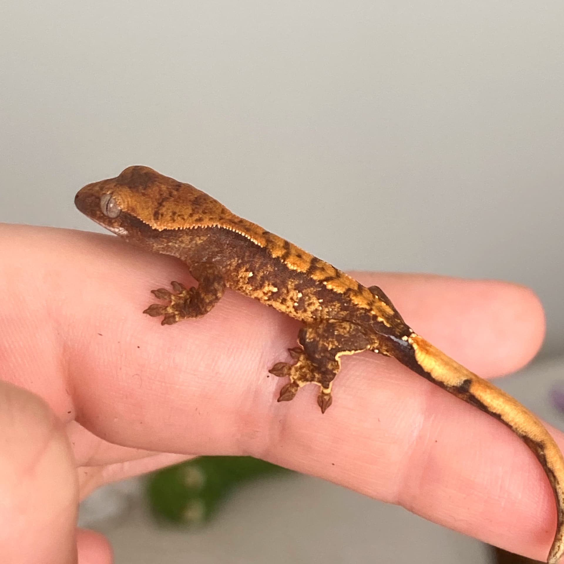 '24 breeding pairs - Crested Geckos - MorphMarket Reptile Community