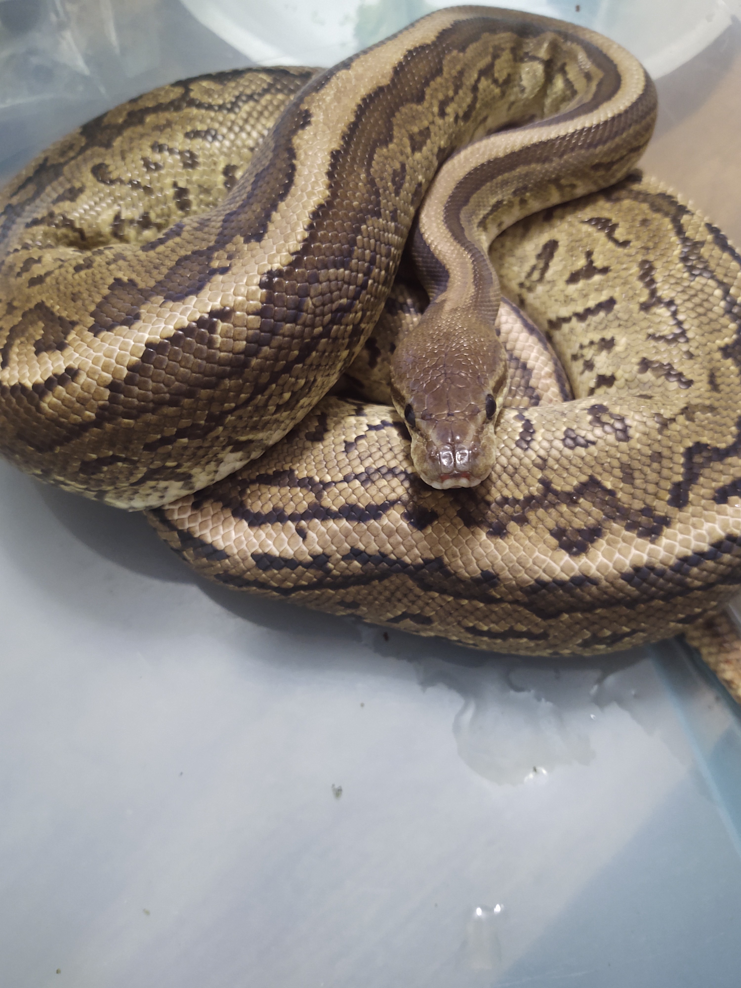 Morph ID cinnamon pinstripe hatchlings - Ball Pythons - MorphMarket ...