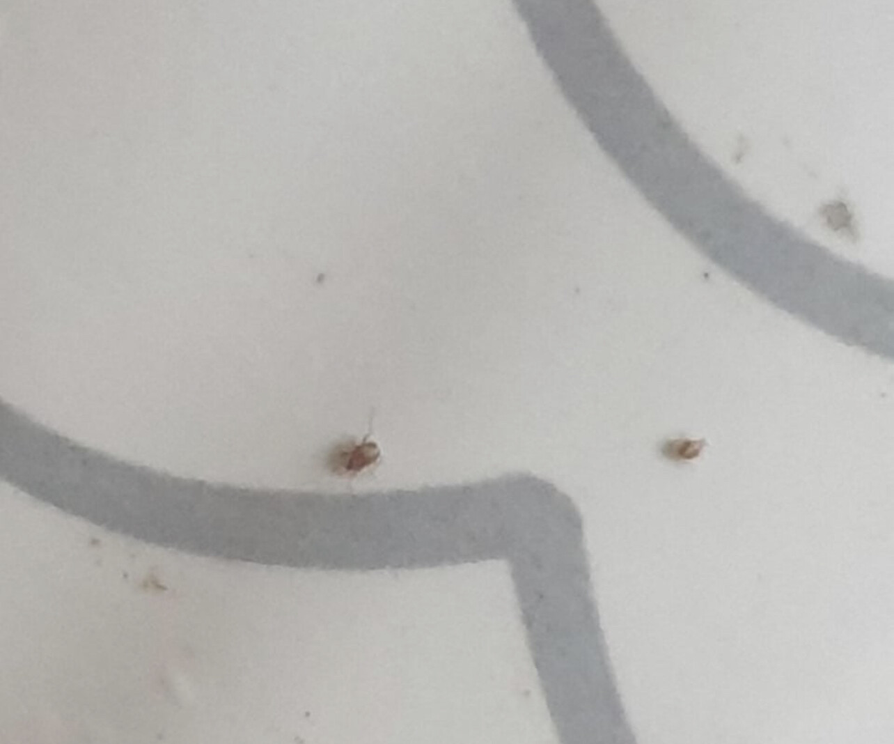 HELP! New ball python owner - Page 2 - Ball Pythons - MorphMarket ...