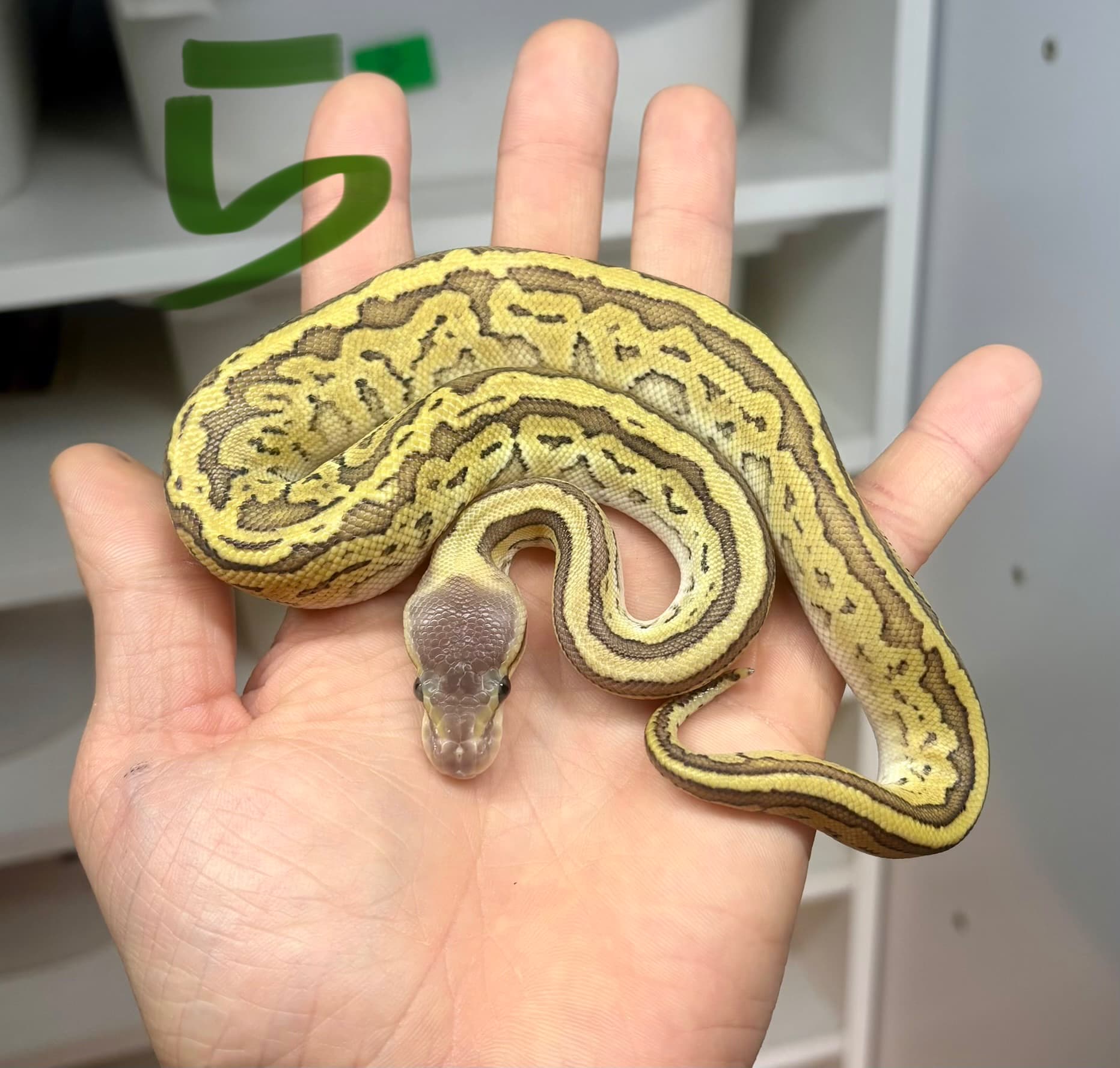 Pastel Enchi Mojave X Pinstripe Ultramel Identification help - Ball ...