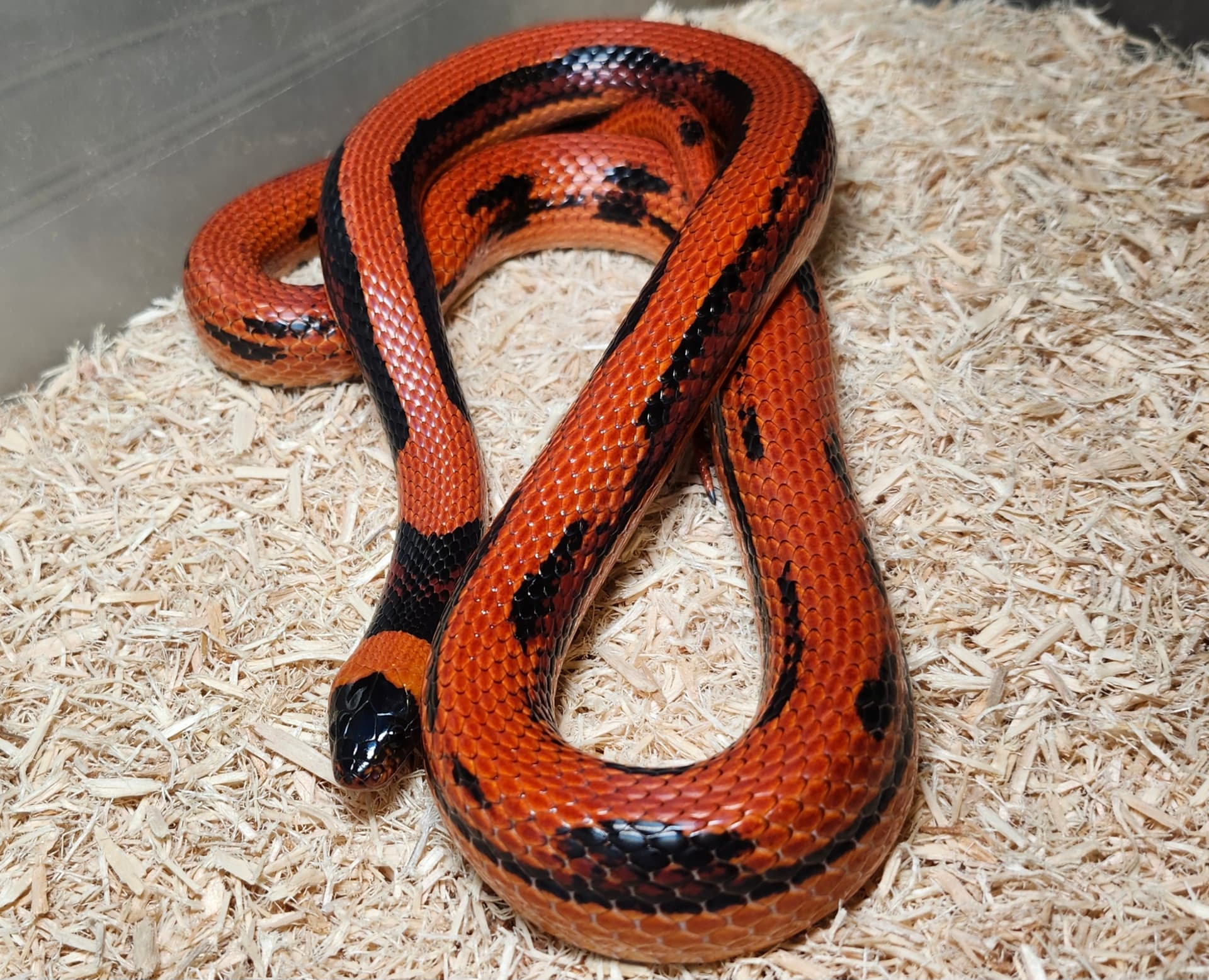 milk snake morphs