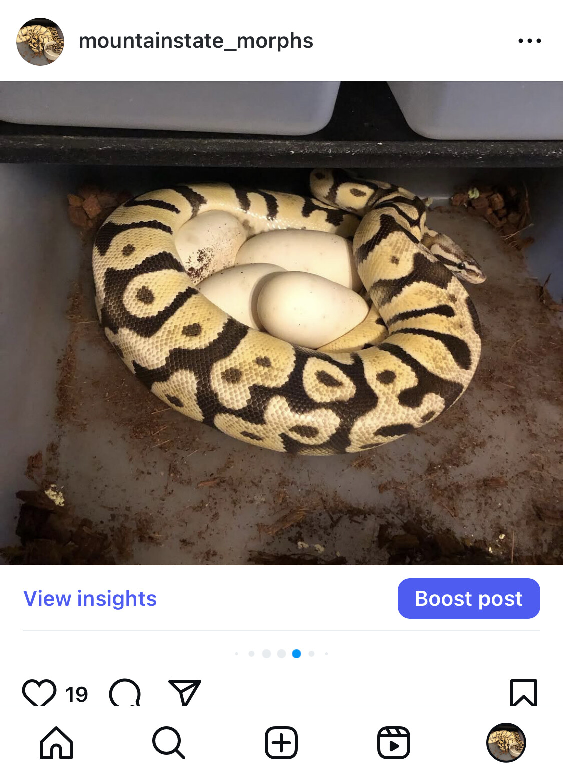 Help identifying 1st clutch - Ball Pythons - MorphMarket Reptile Community