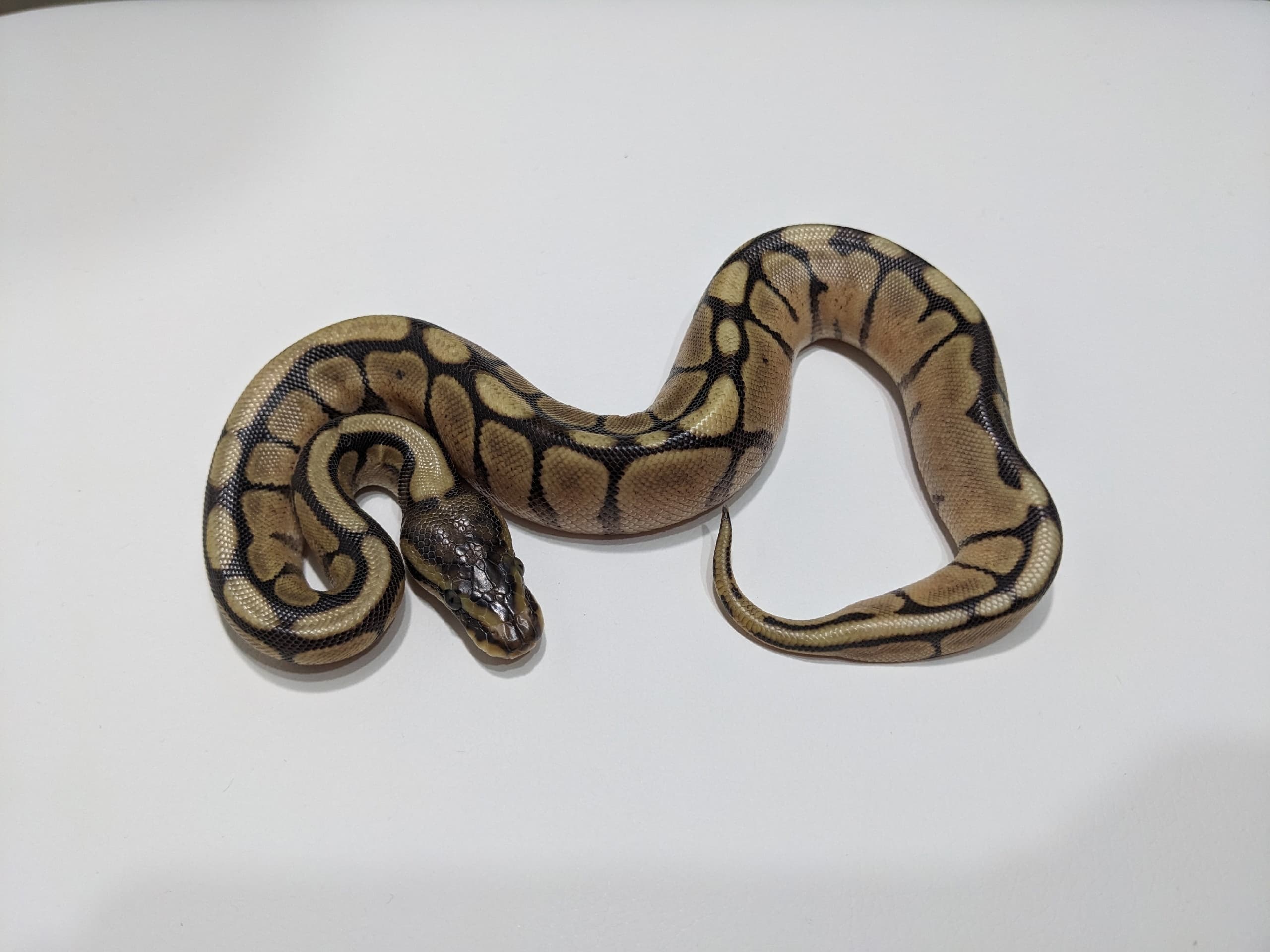I ask you to be able to identify the morphs of the royal python - Ball ...