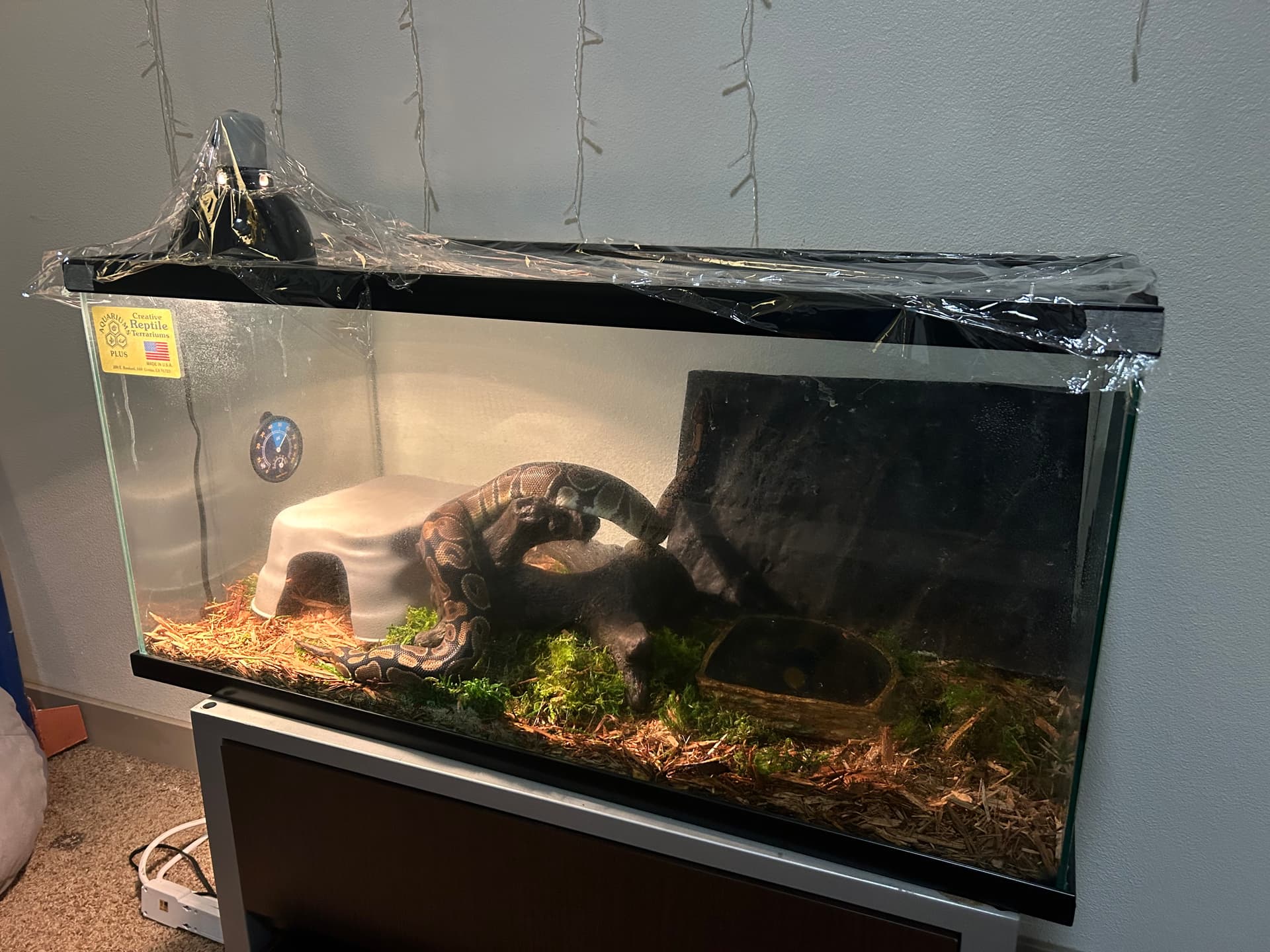 Humidity Levels in Ball Python Terrarium - Ball Pythons - MorphMarket ...