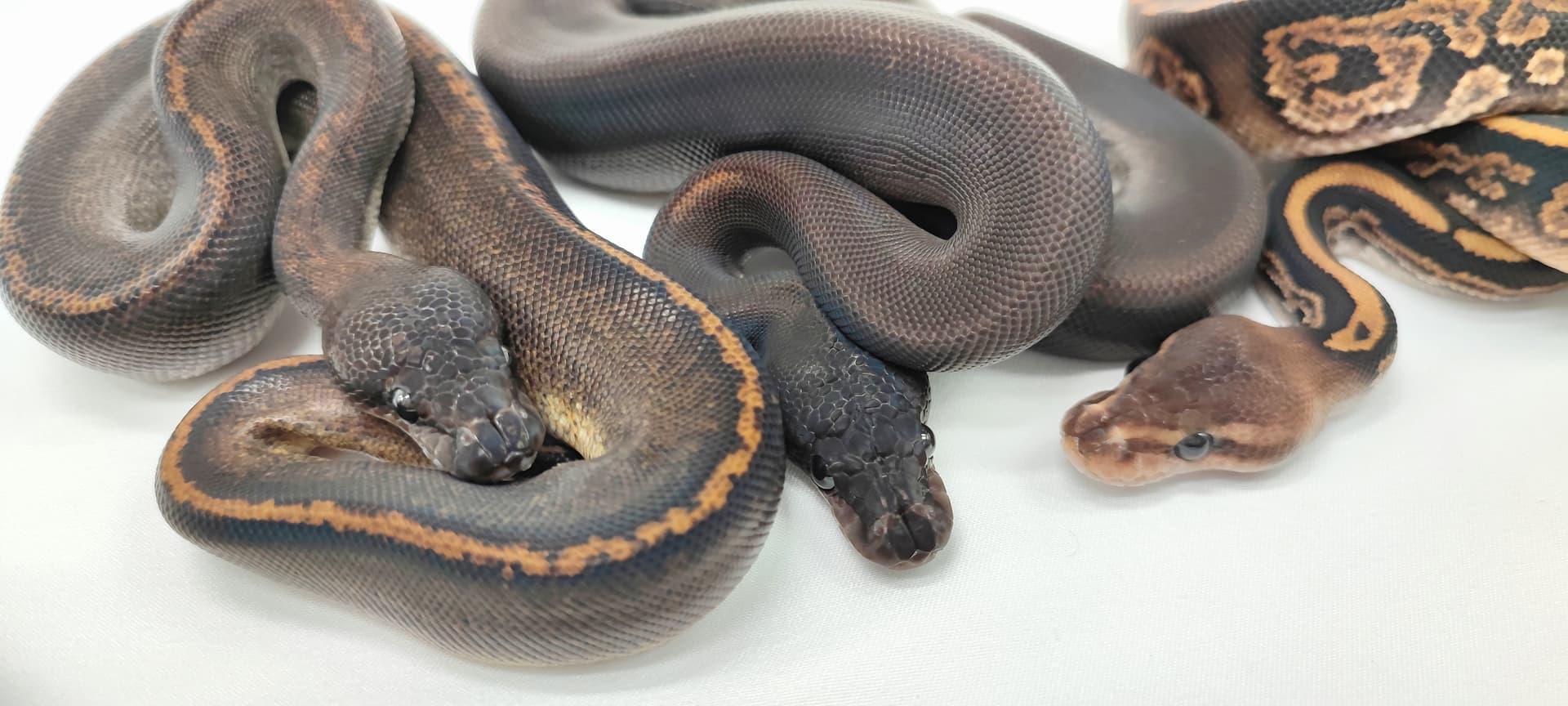 Show off your Ball Pythons - #1156 by foxreptile - Ball Pythons ...