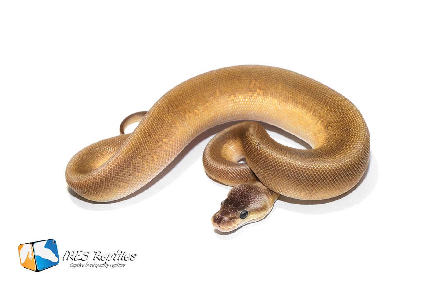 Moray - Ball Python Traits - Morphpedia